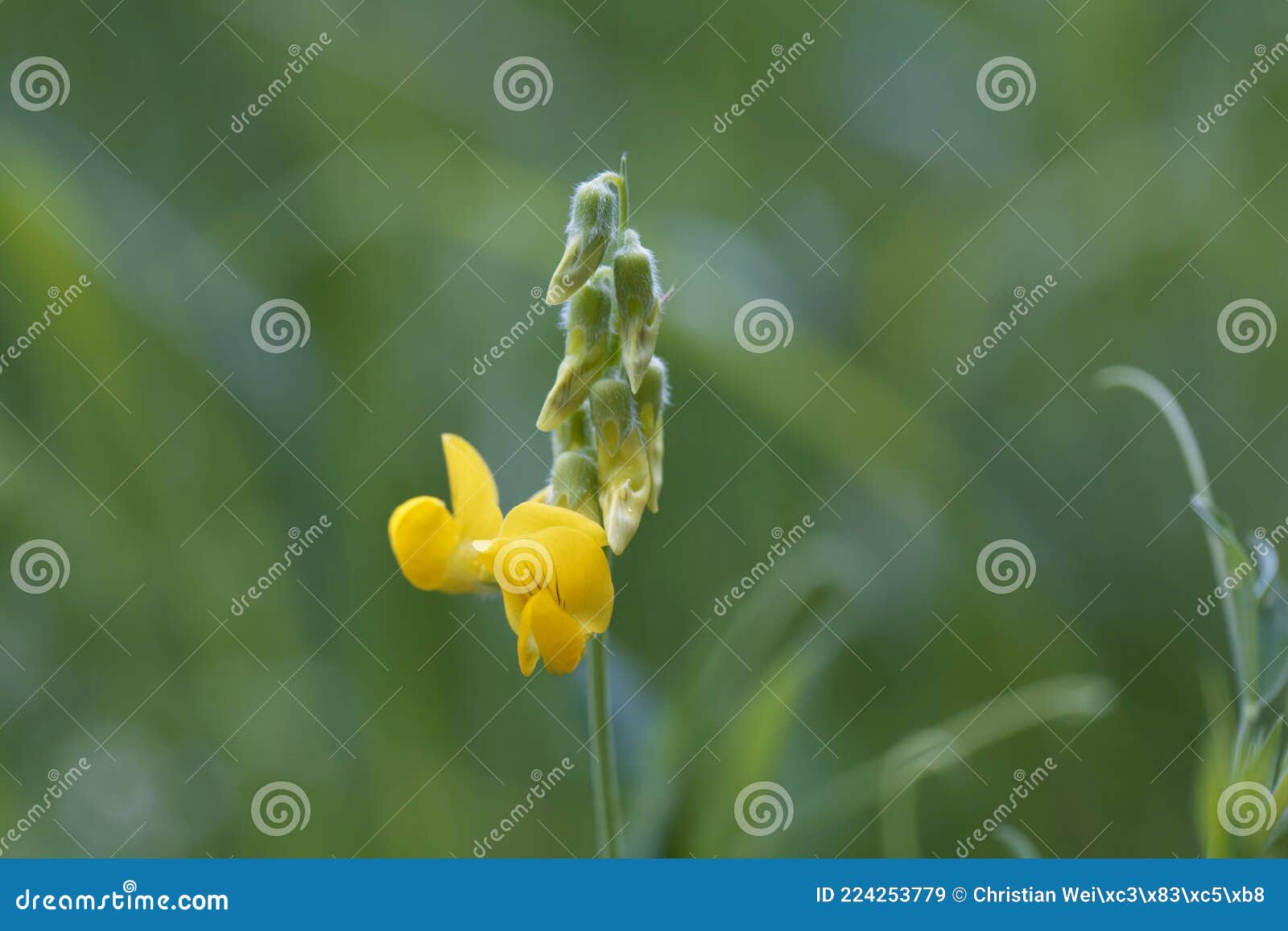 Flower of a Yellow Pea, Lathyrus Pratensis Stock Image - Image of ...