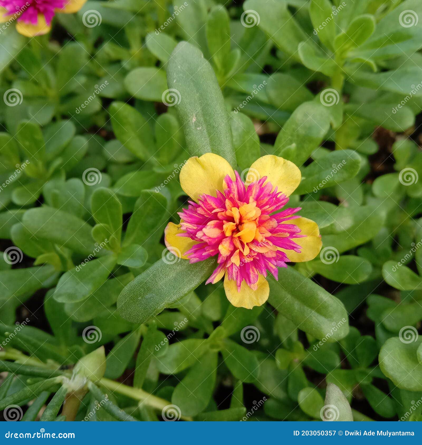Flower yellow purpel stock image. Image of flower, yellow - 203050357