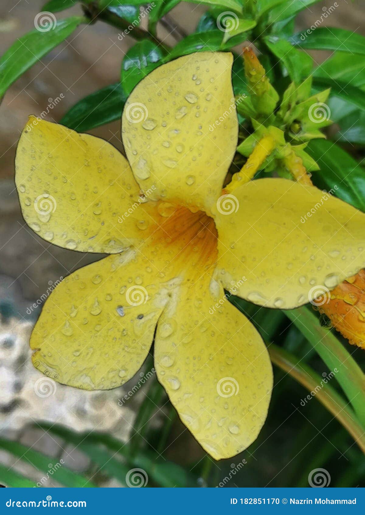 Flower yellow rootly stock photo. Image of jssddhs, uhsjjh - 182851170