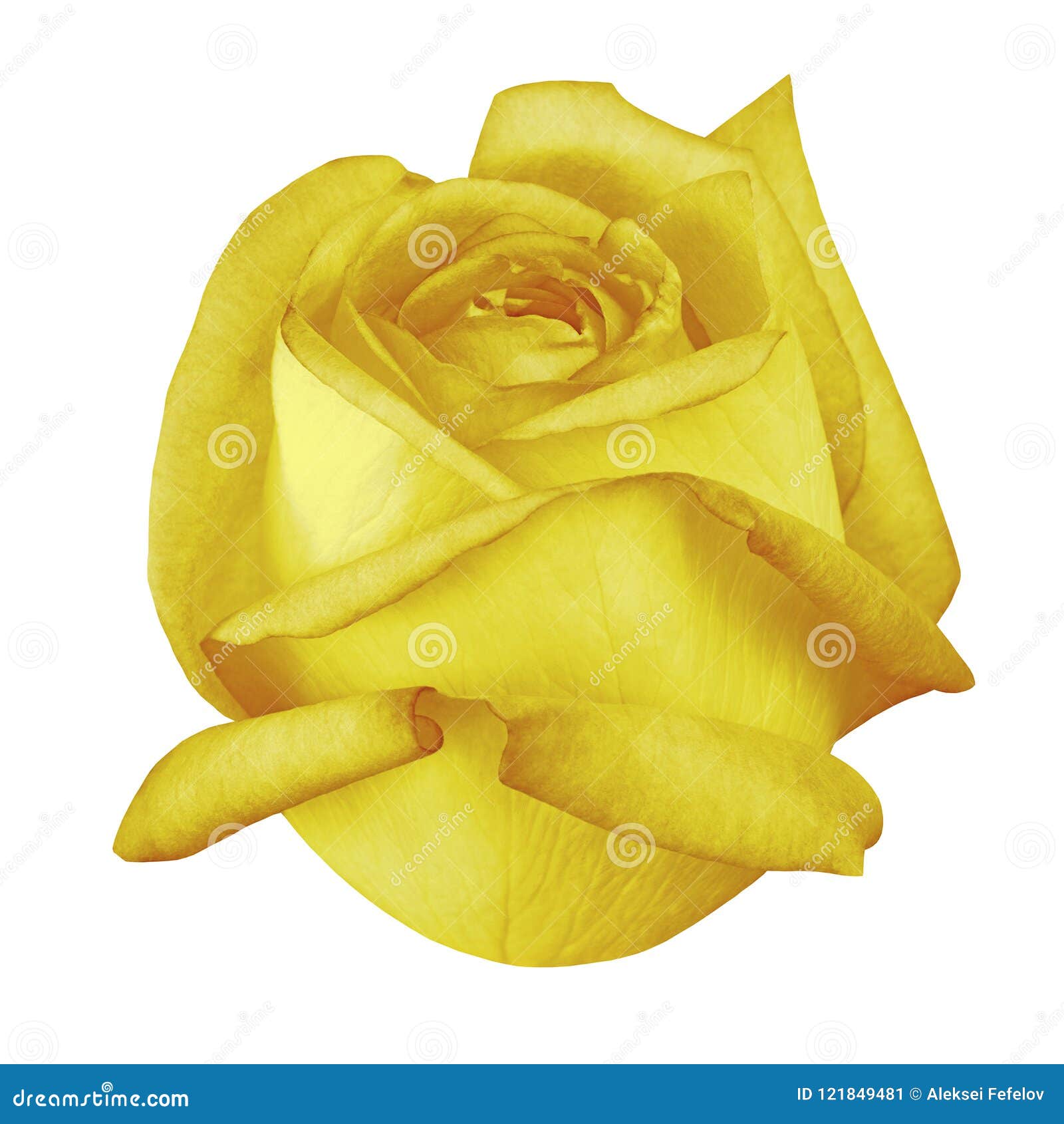 Flower Yellow Rose Isolated White Background with Clipping Path. Stock ...