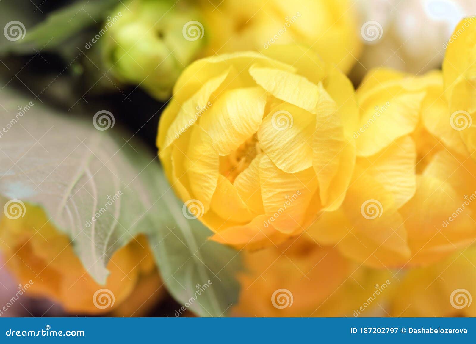 Flower Yellow Flowers of Trollius Stock Image - Image of flower, field ...