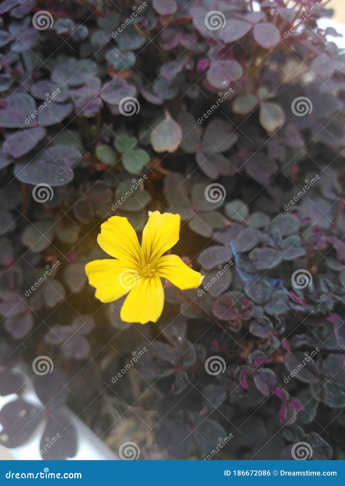 Flower Yellow Unique and Beautiful Stock Photo - Image of nature ...