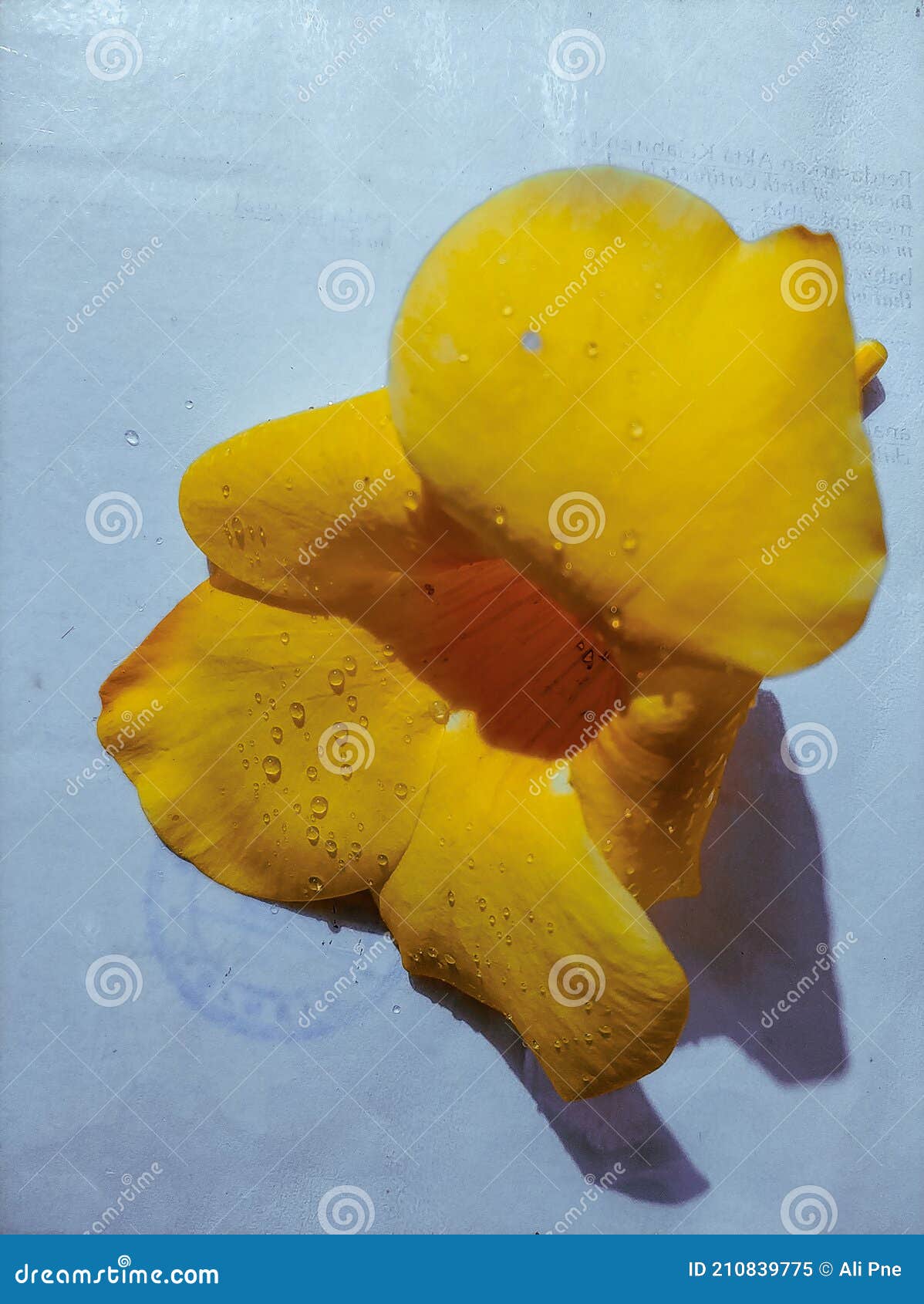 A flower yelow color stock image. Image of look, flower - 210839775