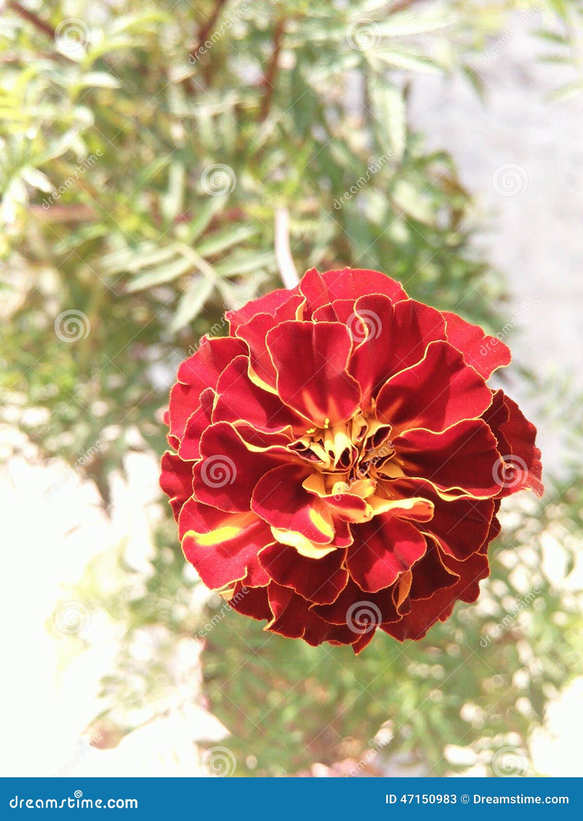 Flower stock image. Image of garden, zendu, flower, nice - 47150983