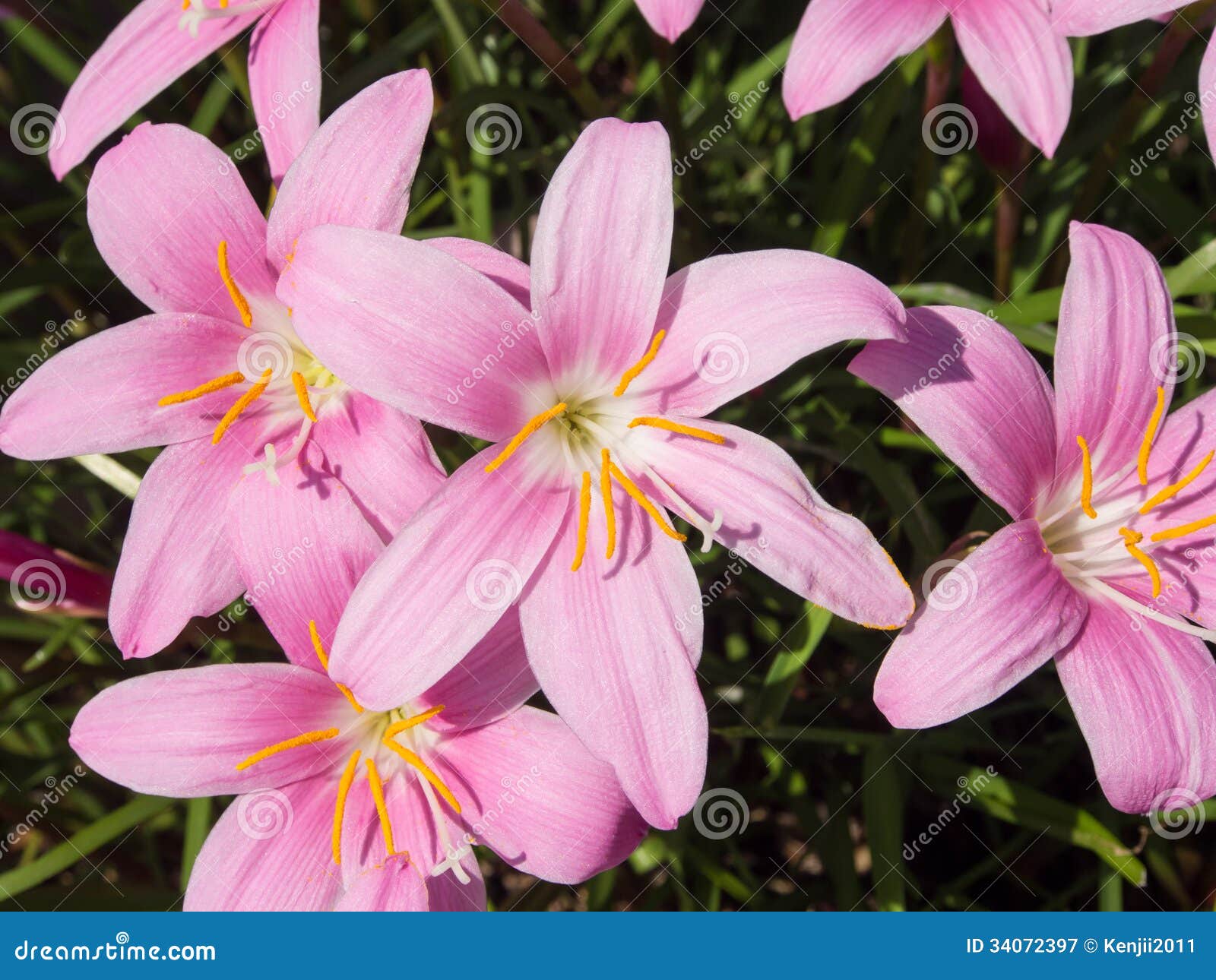 Flower of zephyranthes stock image. Image of pastel, nature - 34072397