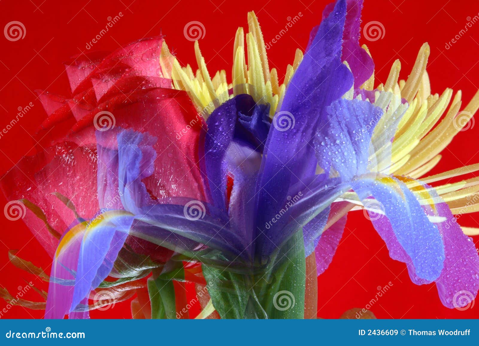 Flower zoom abstract stock image. Image of beauty, nature - 2436609
