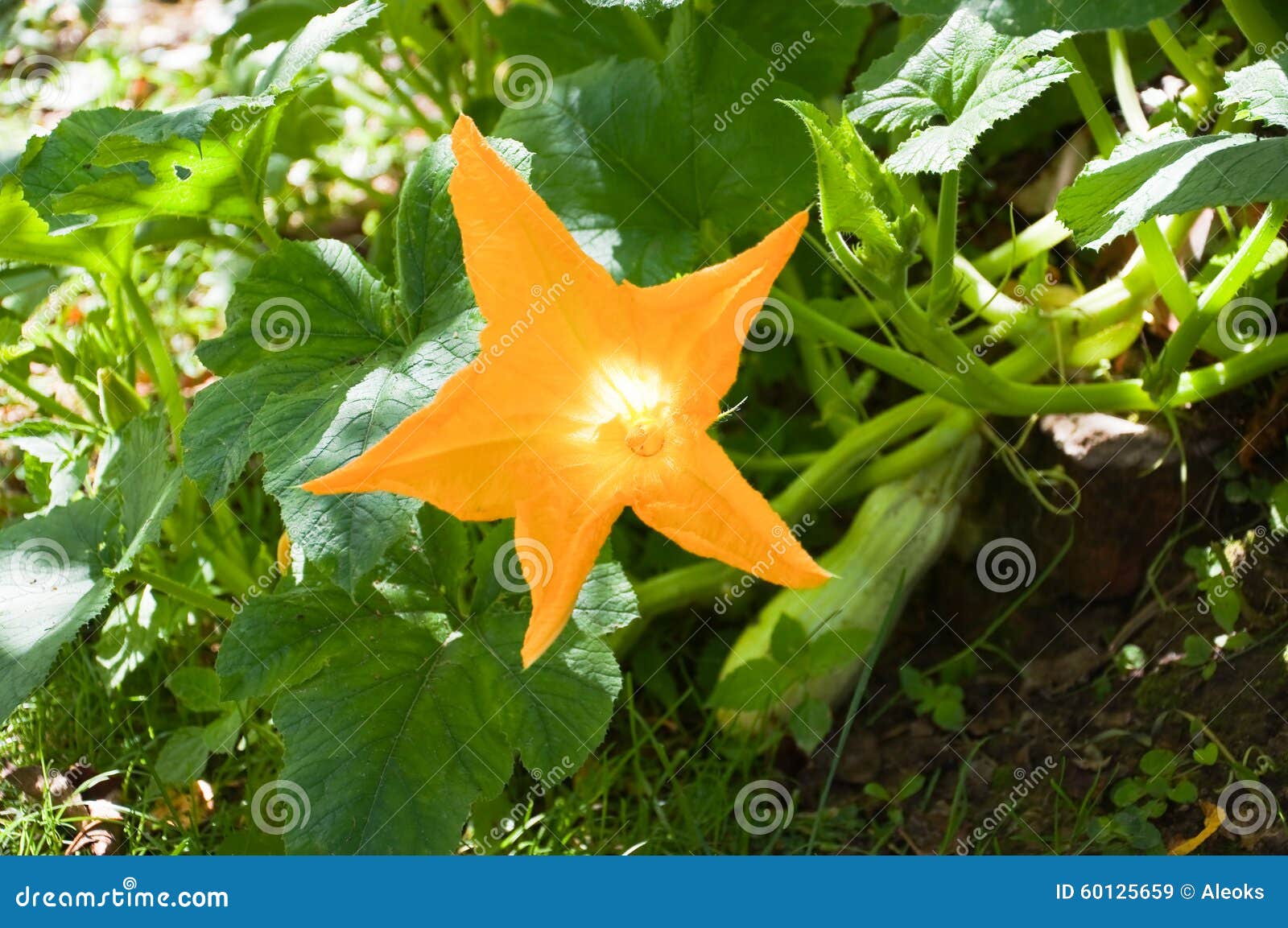 The flower of zucchini stock image. Image of botany, blooming - 60125659