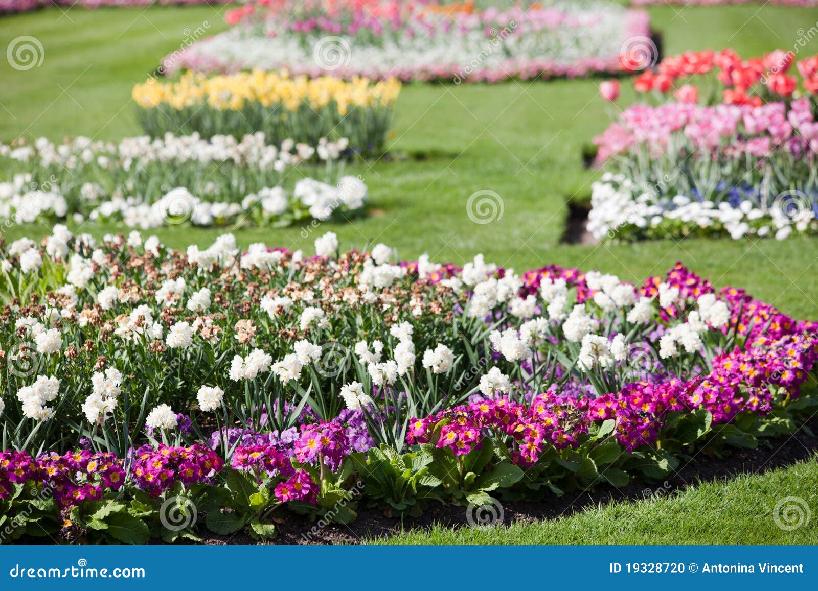 Flowerbed stock photo. Image of flowerbed, sunny, blossom - 19328720