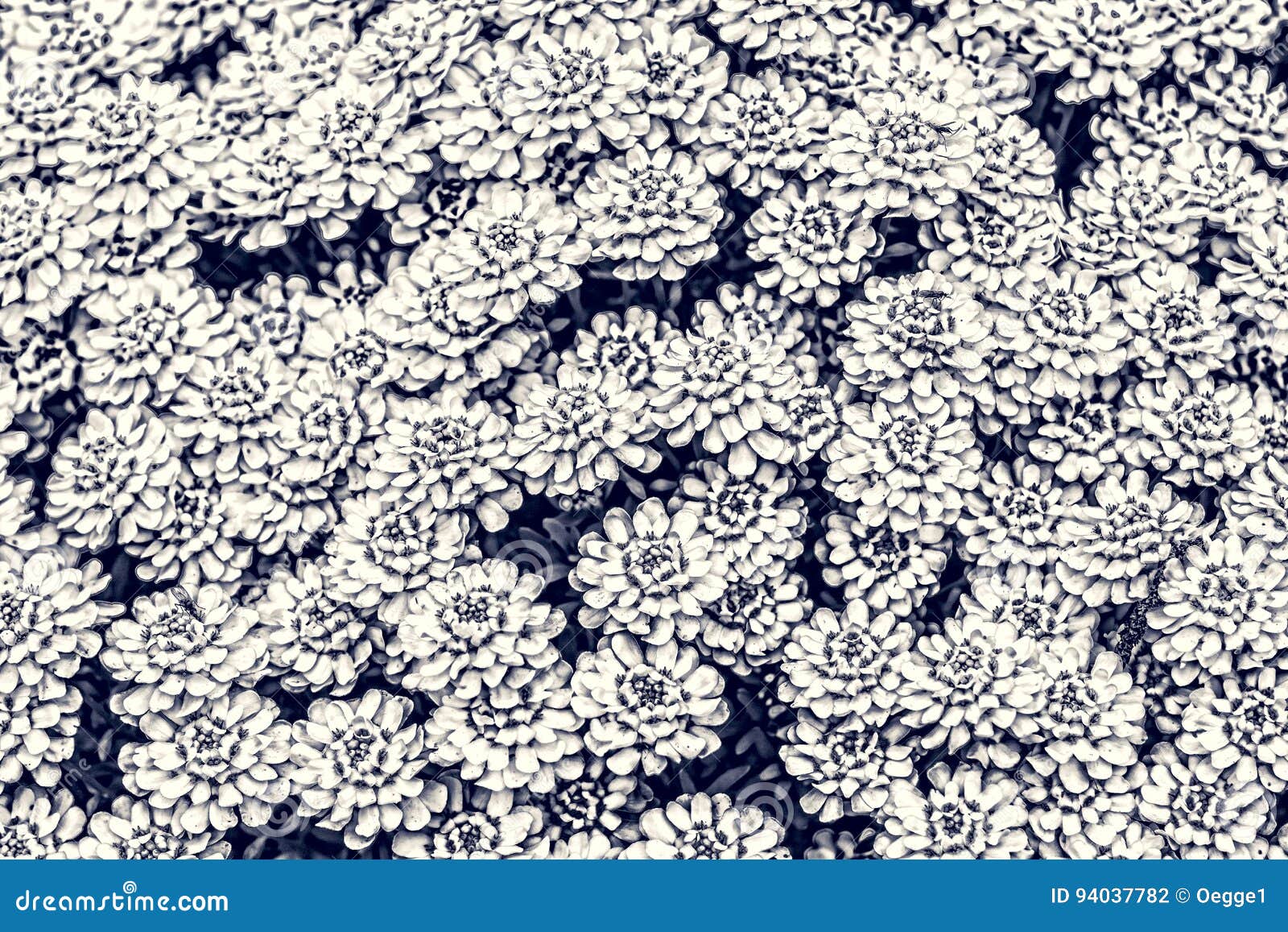 Flowerbed Background Texture Stock Photo - Image of ornament, paint ...