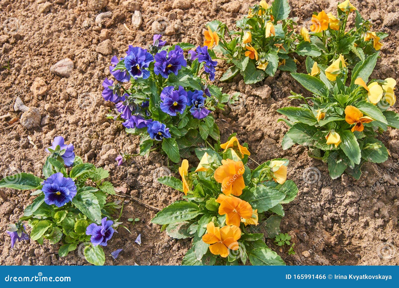 Pancies Stock Photos - Free & Royalty-Free Stock Photos from Dreamstime