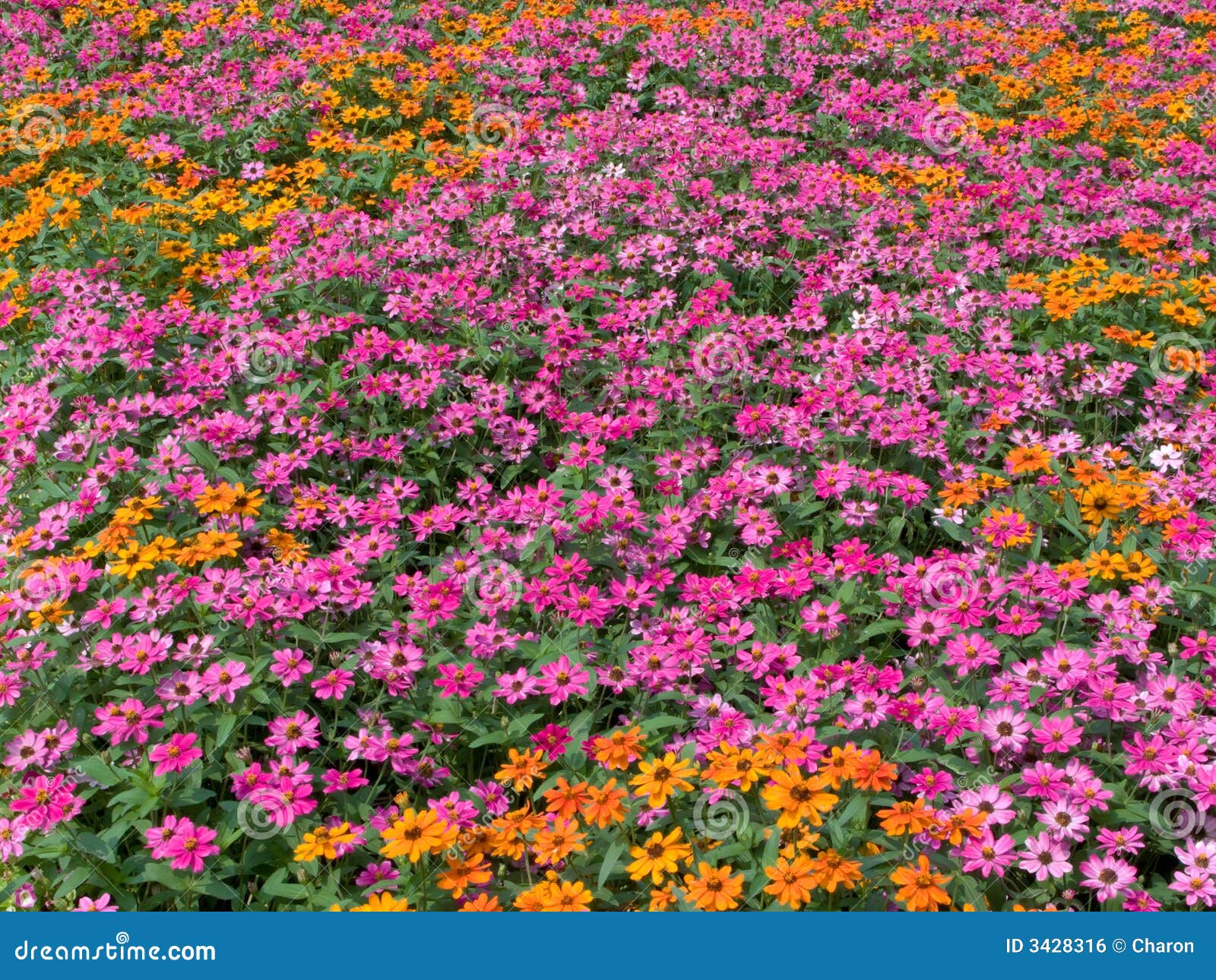 Flowerbed Colorful Flower Sea Stock Photo - Image of backdrop, dense ...