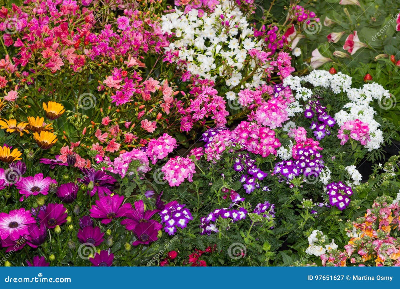 A Flowerbed with Many Differnt Plants. Stock Image - Image of garden ...