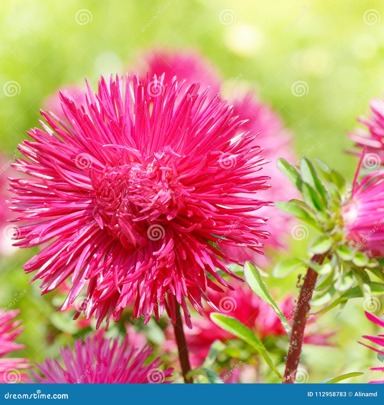 Flowerbed of Multi-colored Asters and Sun. Stock Image - Image of ...