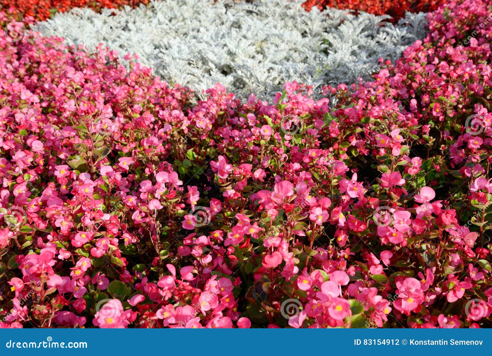 Flowerbed with Red Flowers. Stock Photo - Image of botanical, flower ...