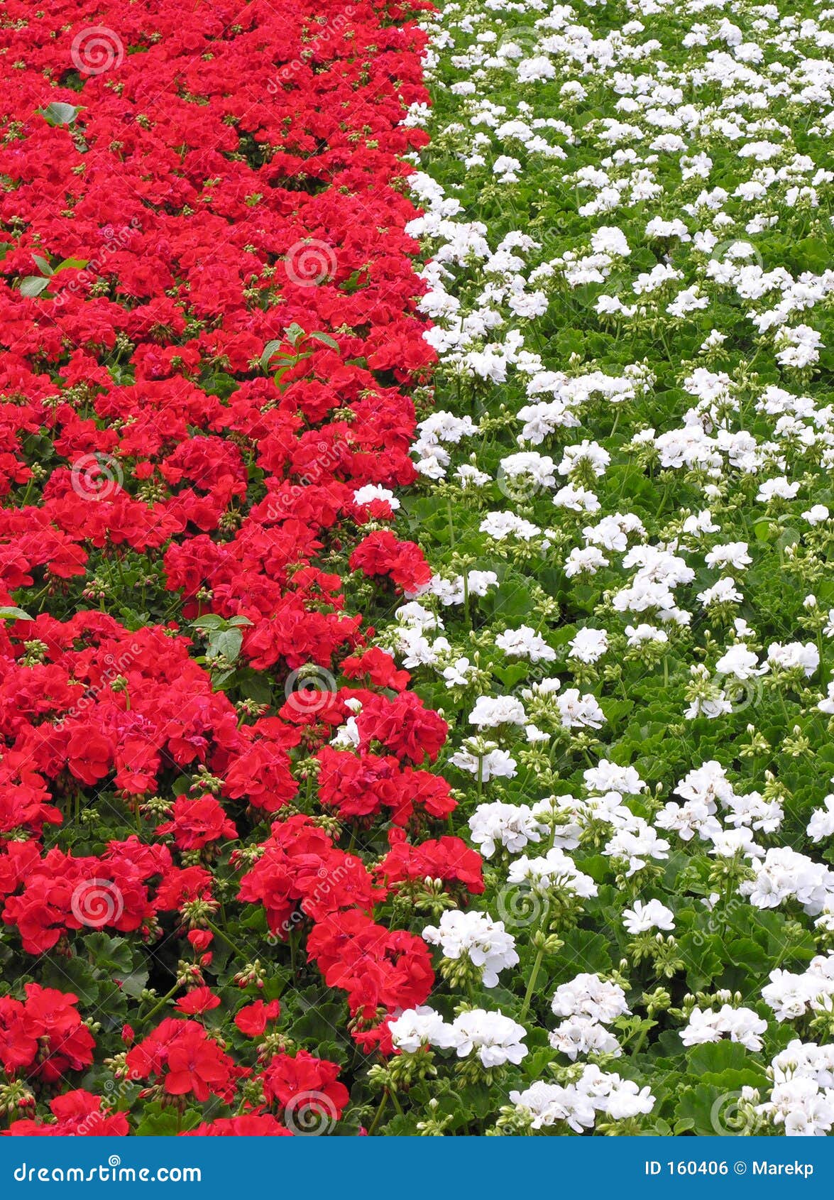 Flowerbed red & white stock photo. Image of blossoming - 160406