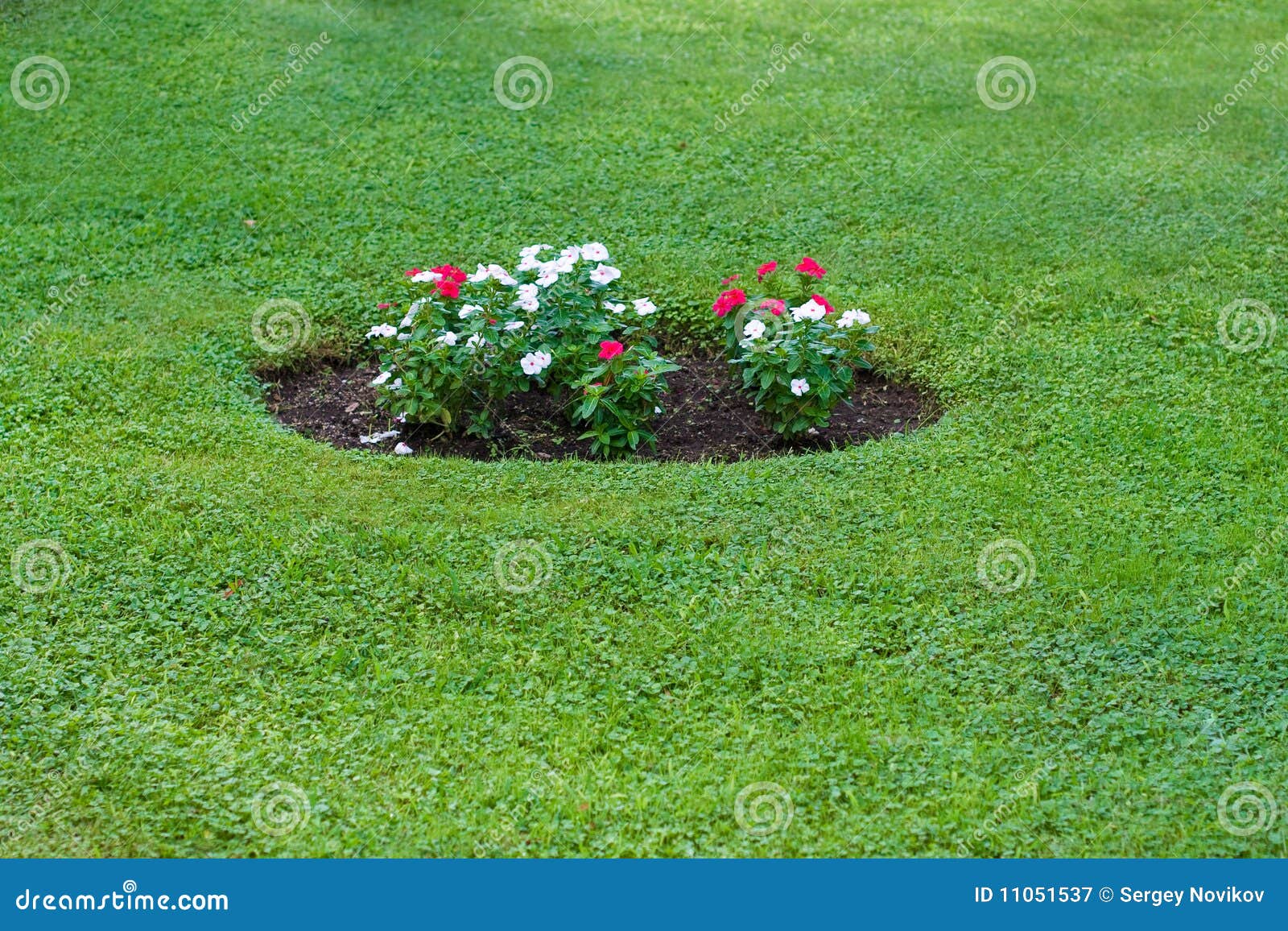 Flowerbed with Red and White Flowers Stock Image - Image of outdoor ...