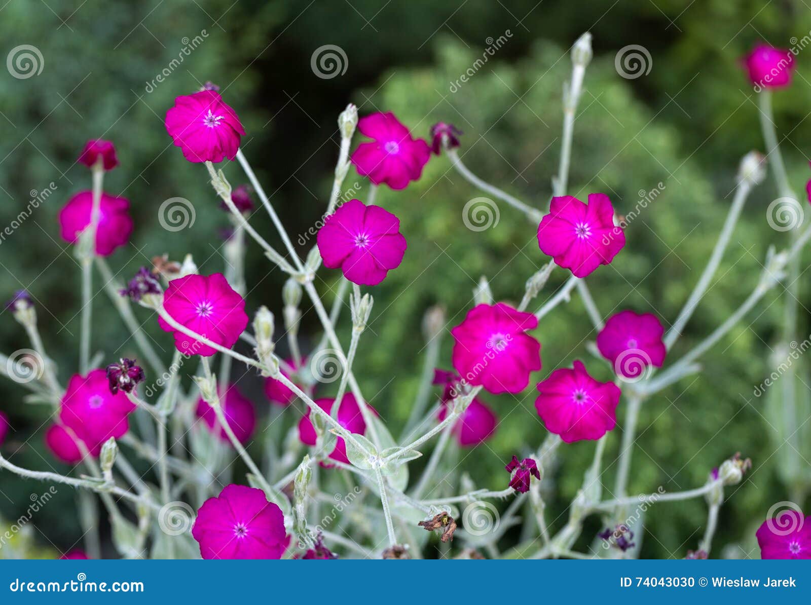 Flowerbed with Rose Campion ( Stock Photo - Image of ecology ...