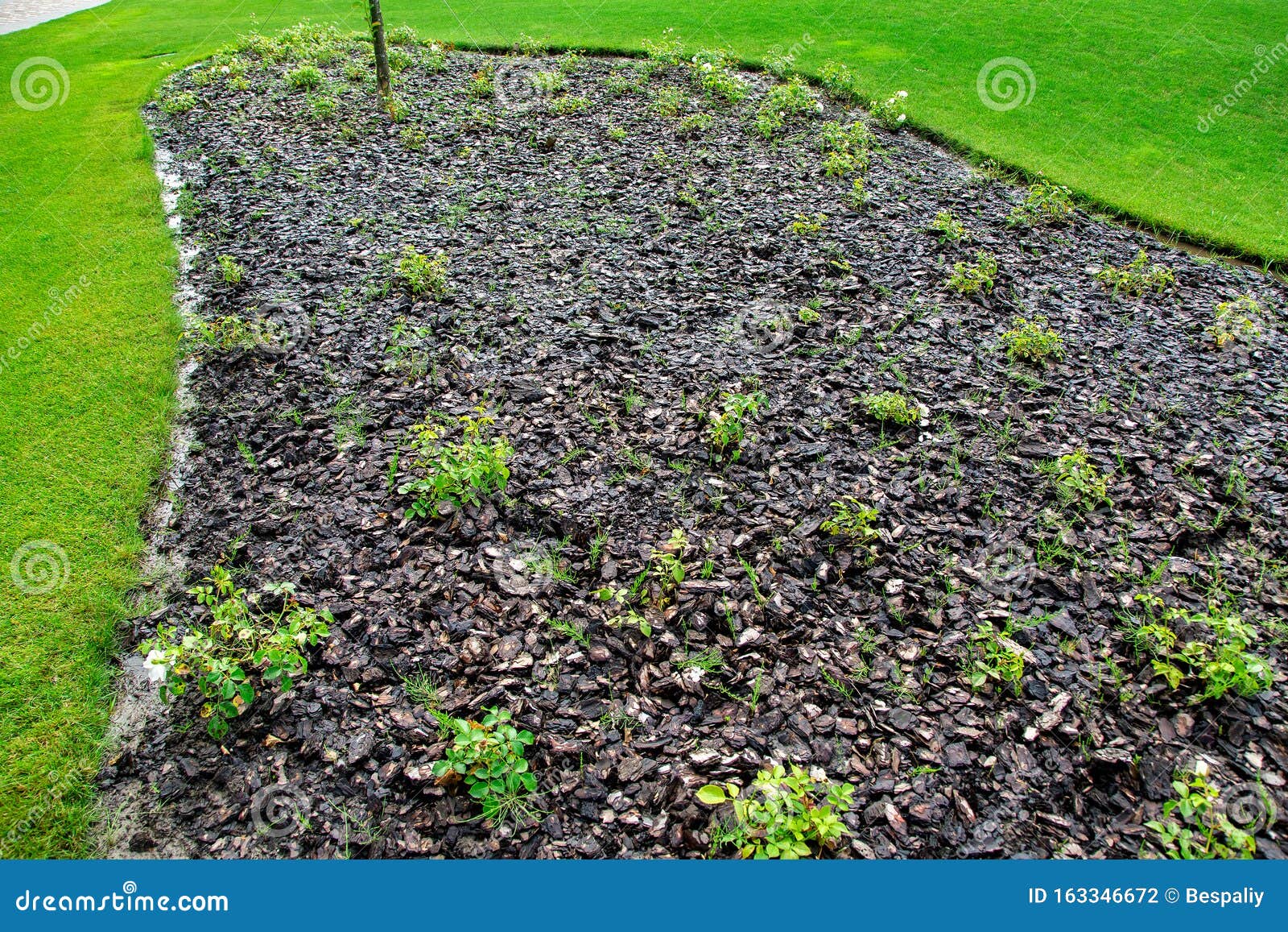 Flowerbed for Roses with Mulch from the Bark of a Tree. Stock Photo ...