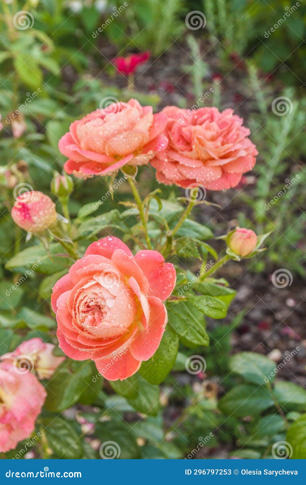Flowerbed with Soft Pink Roses Stock Image - Image of drops, square ...