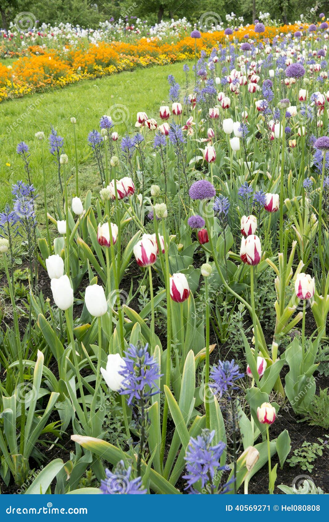 Mixed Spring Flowers Like Red and White Tulips, Pink Allium Flowering ...