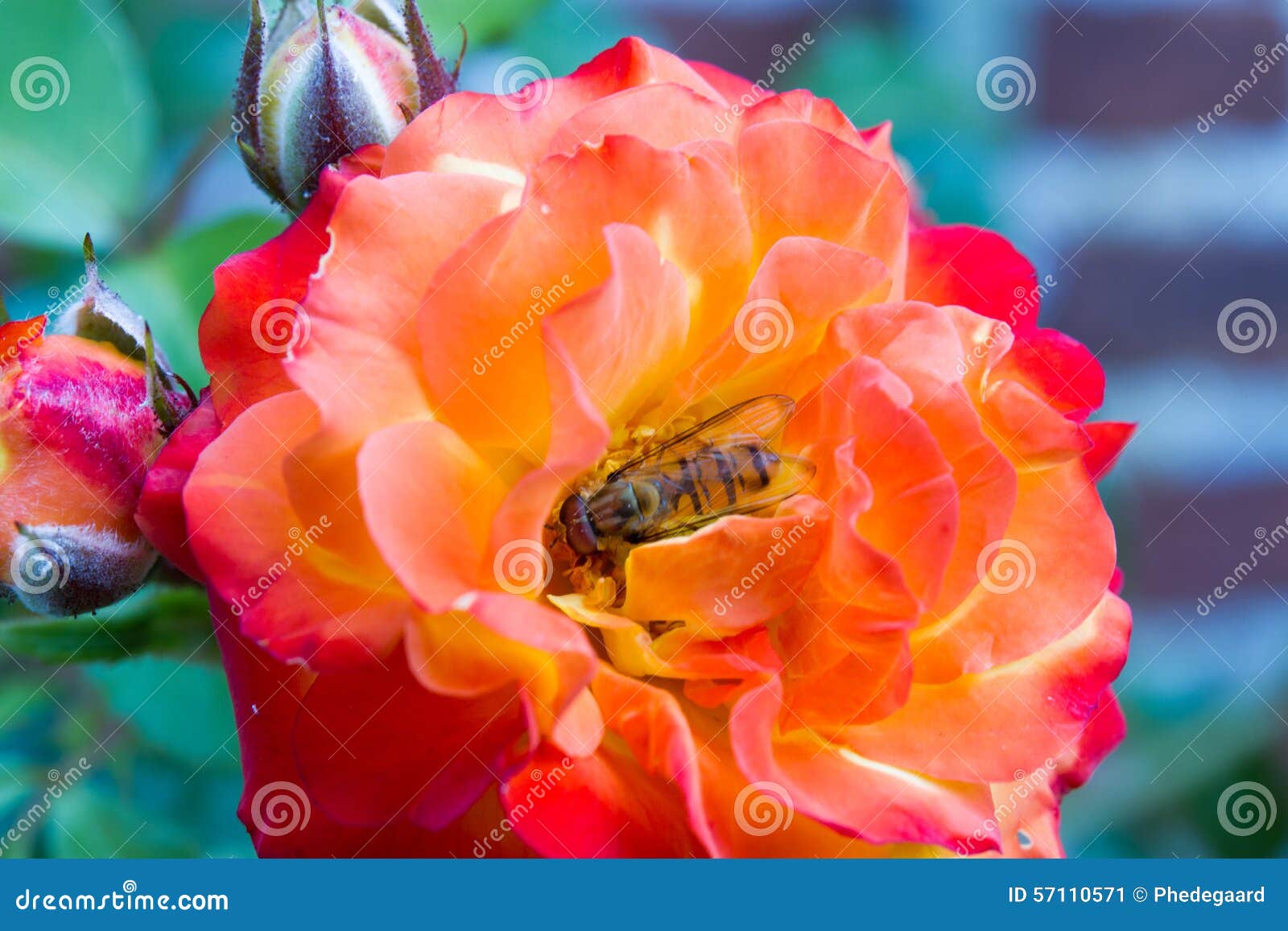 Flowerbee in rose stock image. Image of rose, garden - 57110571