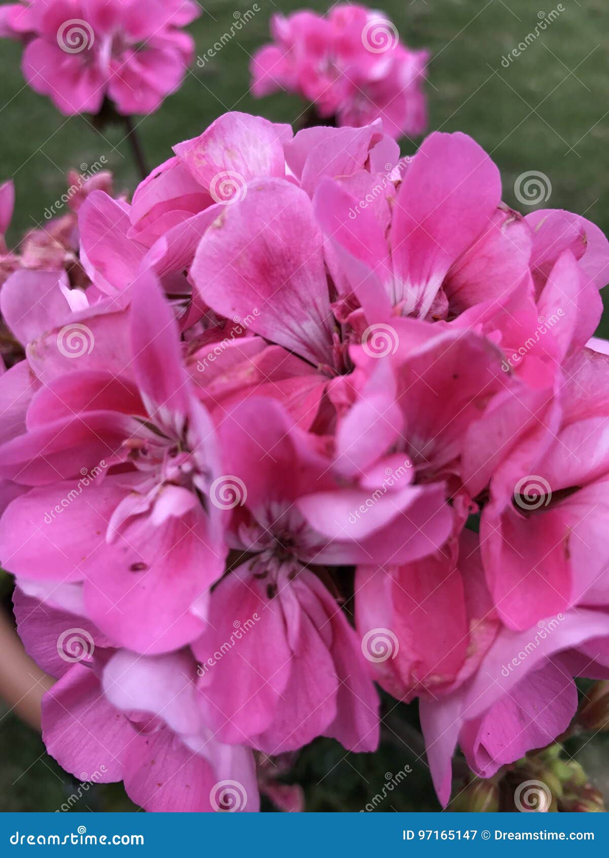 Flowerbomb stock image. Image of flower, turkish, bomb - 97165147