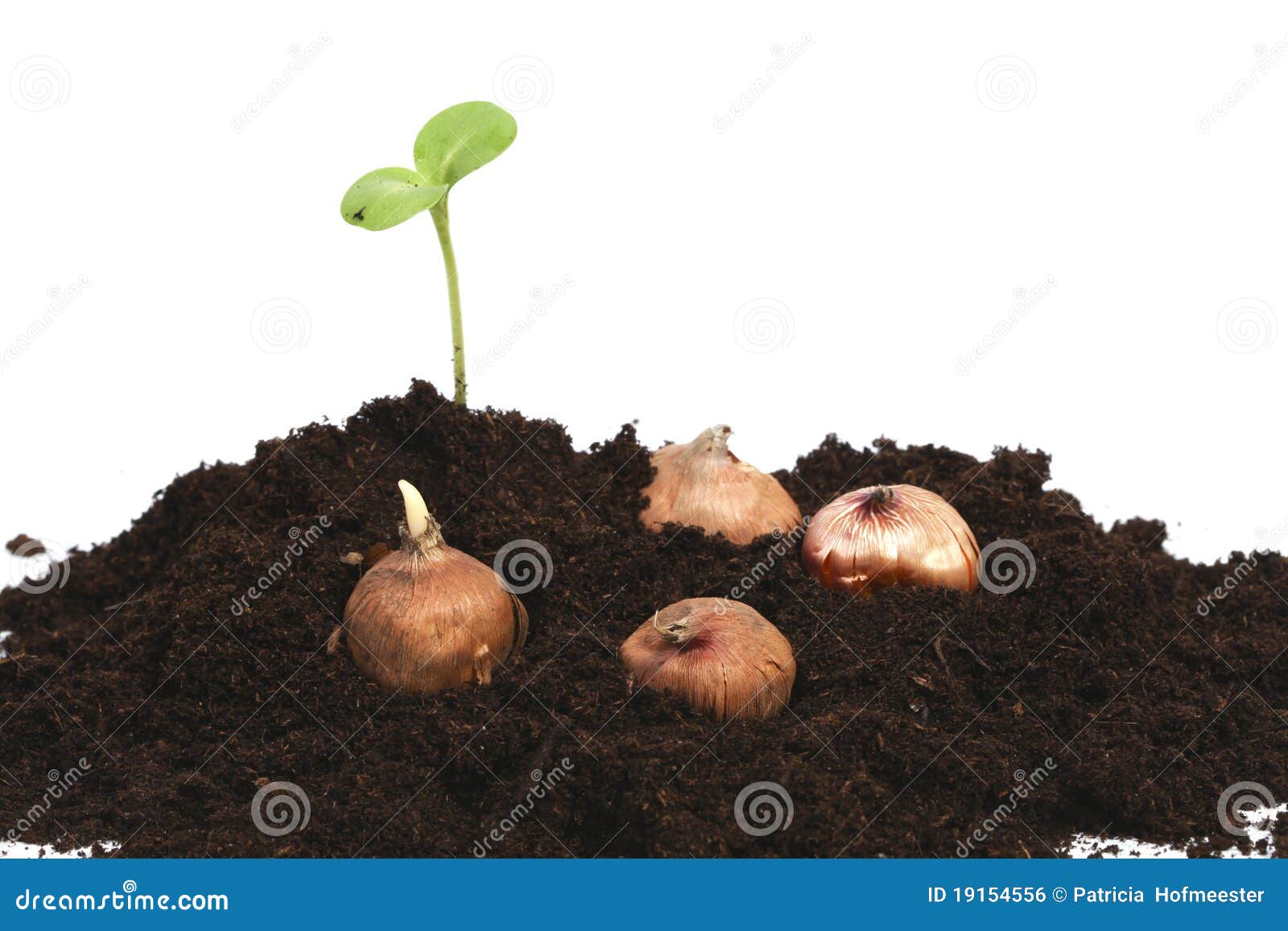 Flowerbulbs and Green Sprout Stock Photo - Image of gardening ...