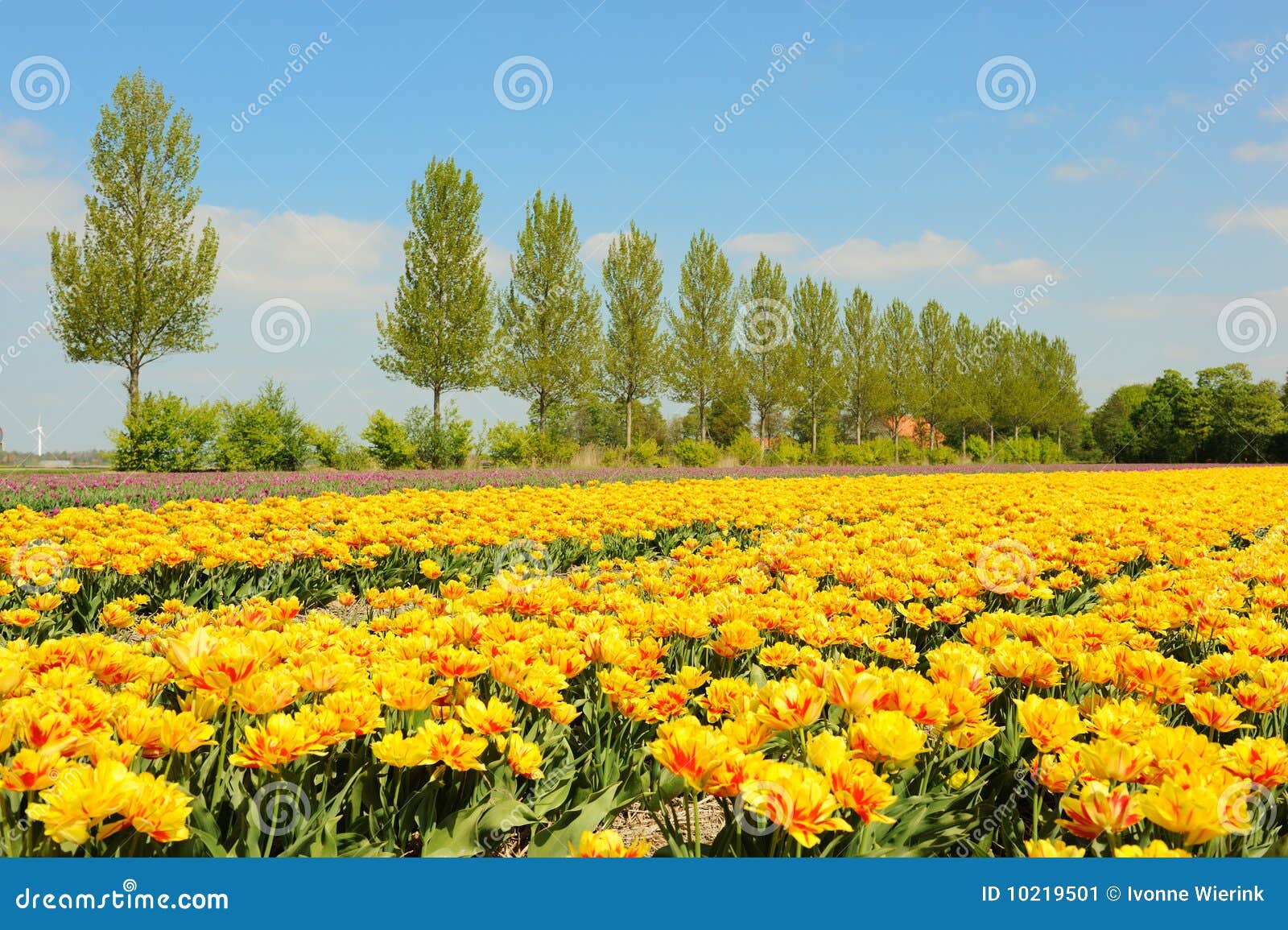 Flowerbulbs in Holland stock image. Image of rows, agriculture - 10219501