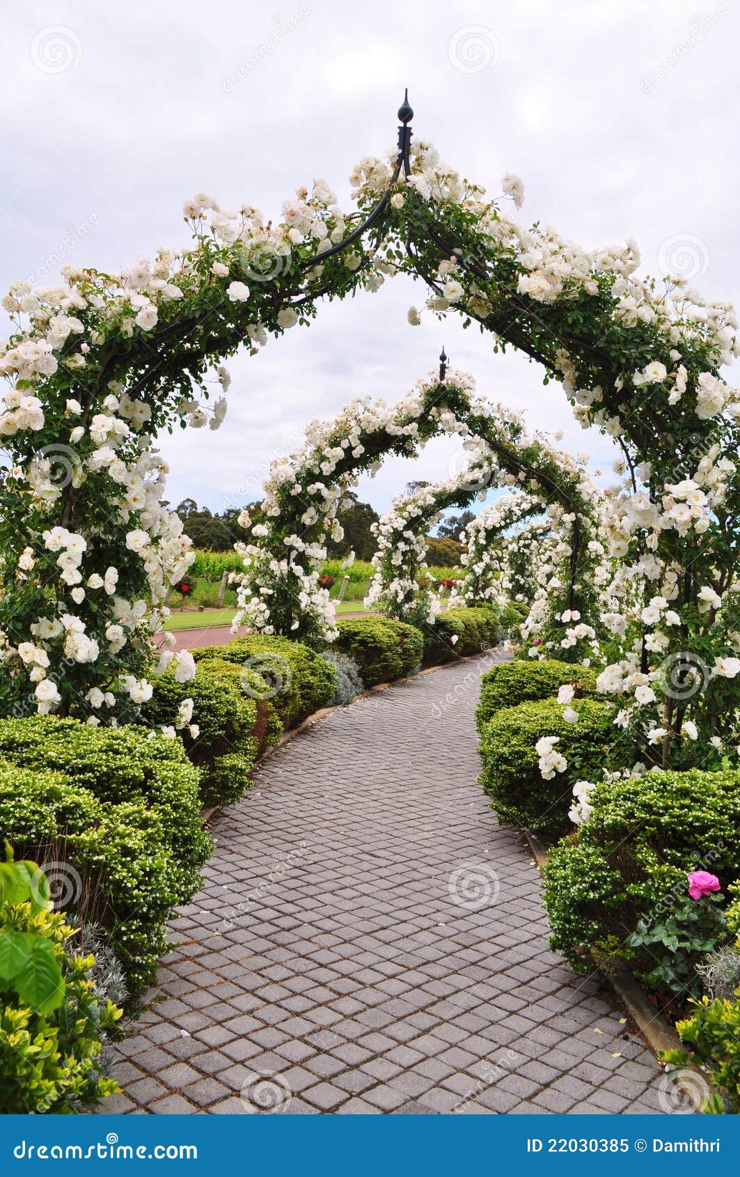 Flowered Arc stock image. Image of path, foliage, white - 22030385