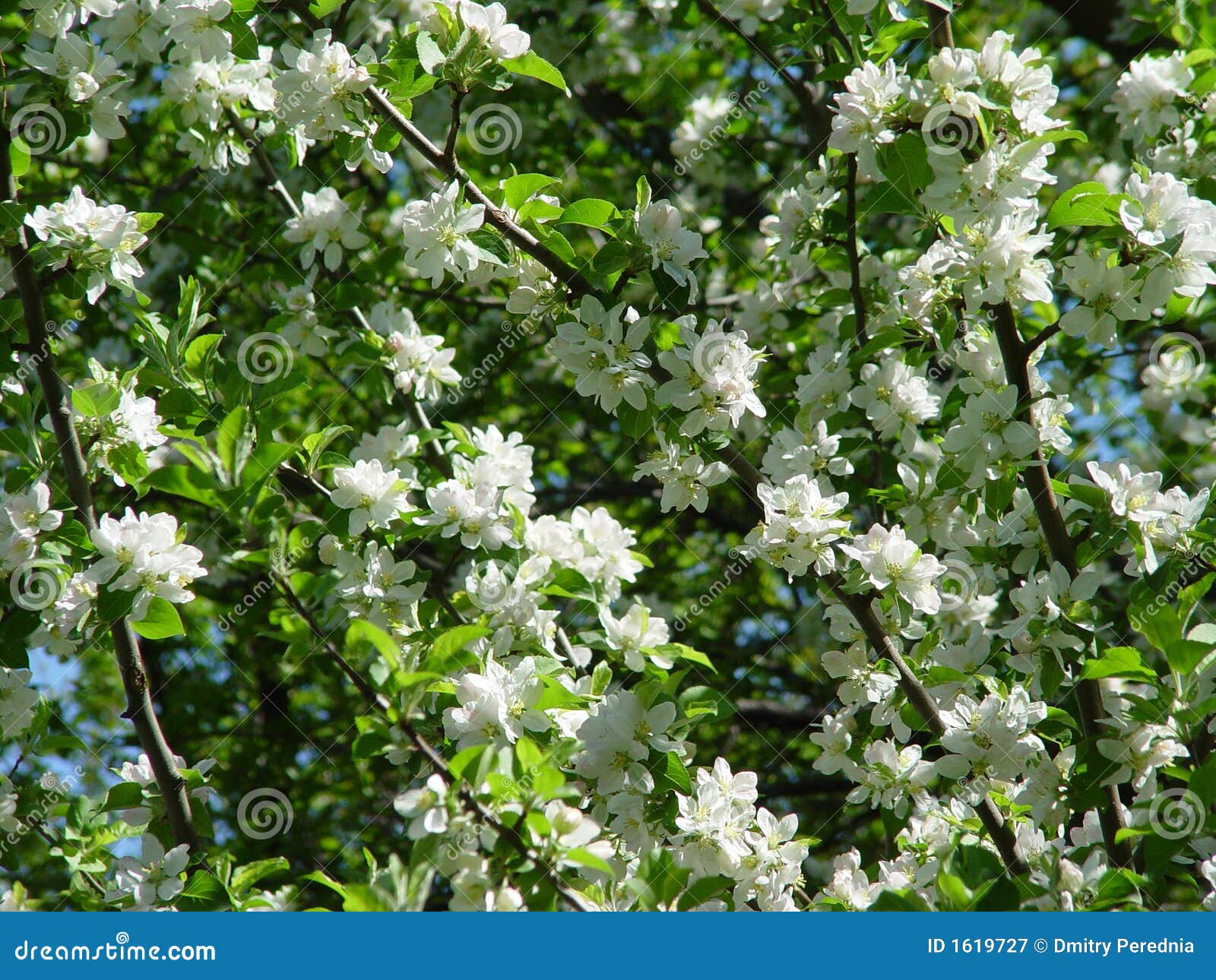 Flowered cherry tree stock image. Image of floral, natural - 1619727