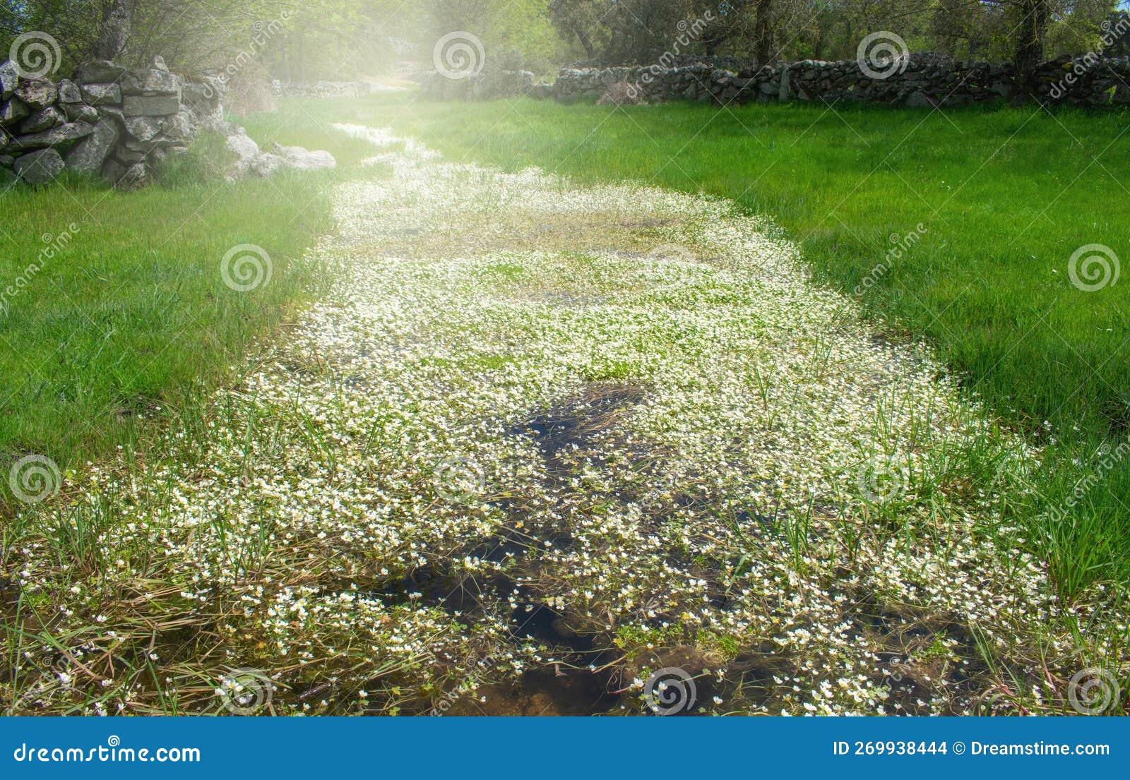 Flowered Path Across the Green Grassy Meadow Stock Photo - Image of ...