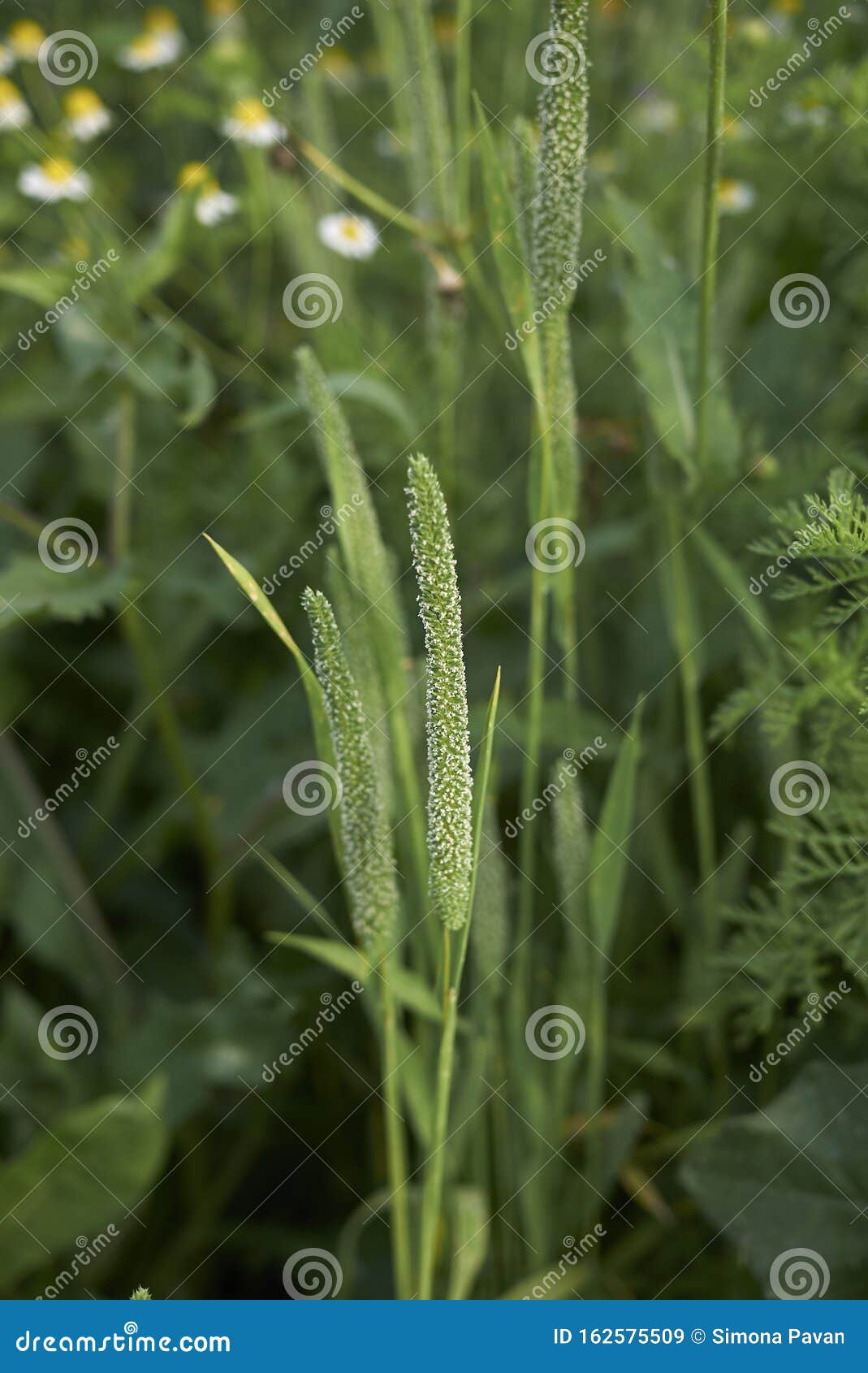 Phleum Pratense, Allergens Plants Stock Photography | CartoonDealer.com ...