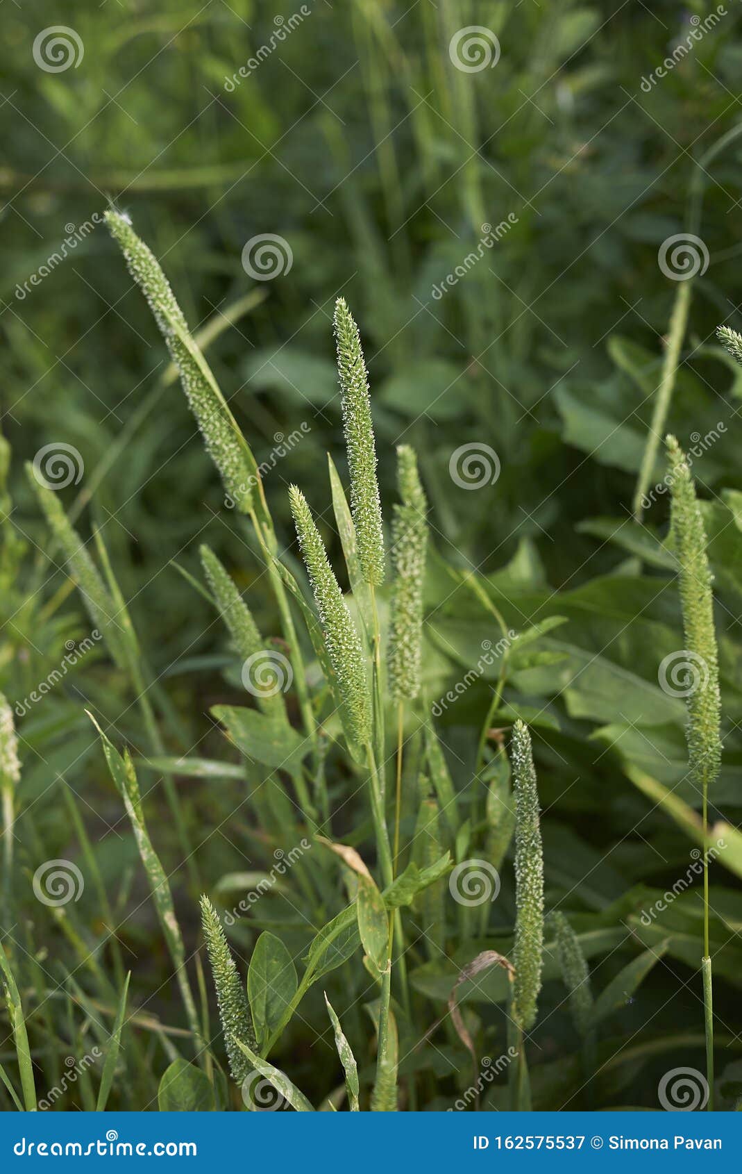 Phleum Pratense Grass in Bloom Stock Image - Image of close, flowered ...