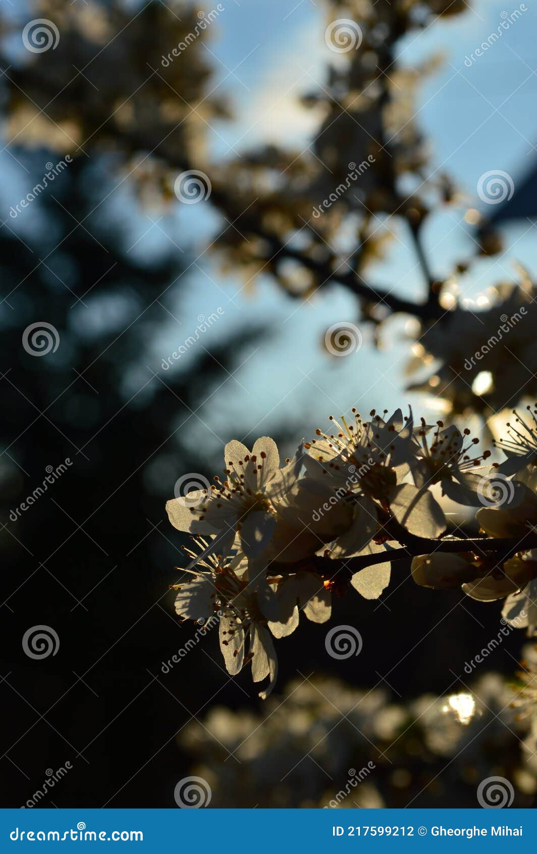 Breanch Stock Photos - Free & Royalty-Free Stock Photos from Dreamstime