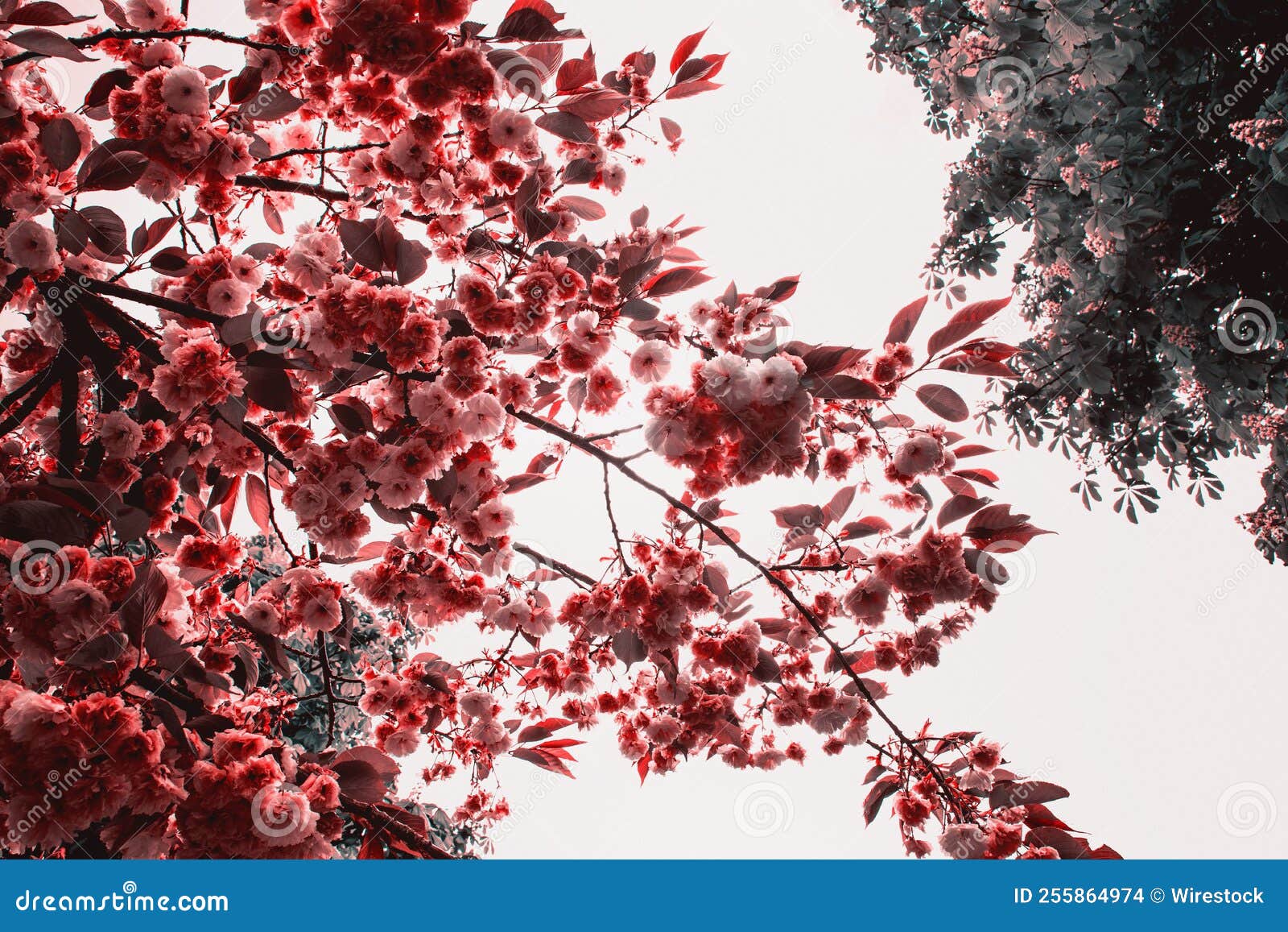 Flowered Tree in Pink Against White Sky Stock Photo - Image of fresh ...