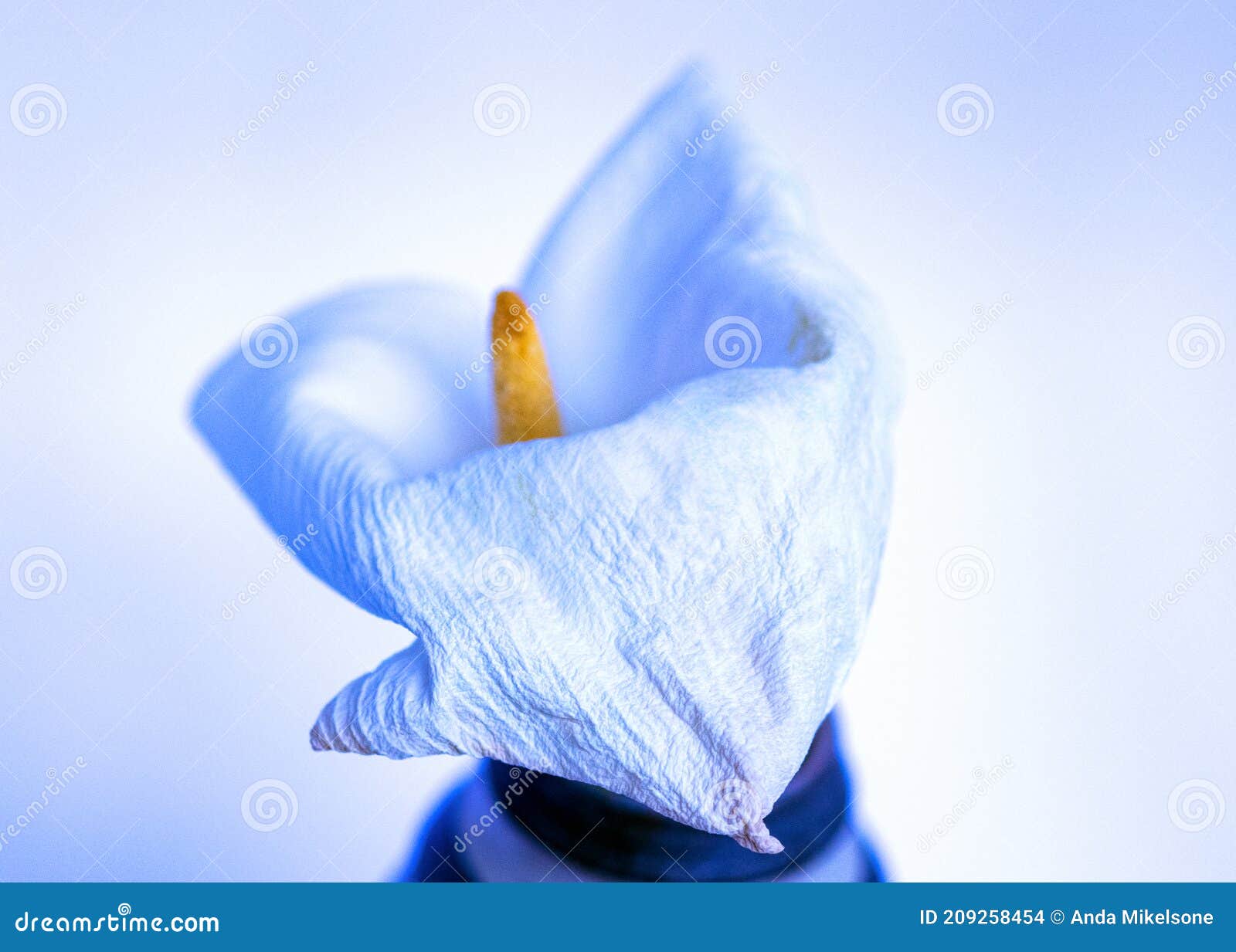 Flowered White Callus Flower Fragments, Interesting Old Flower Texture ...