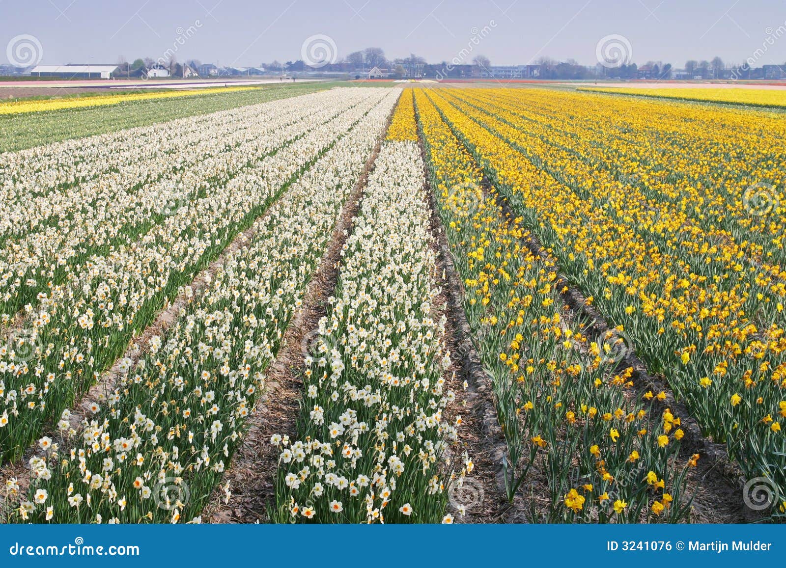 Flowerfield stock photo. Image of field, fields, farming - 3241076
