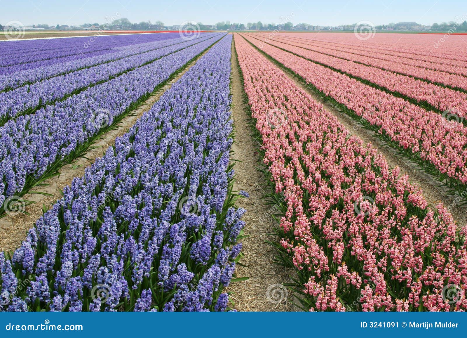 Flowerfield stock image. Image of dutch, agricultural - 3241091