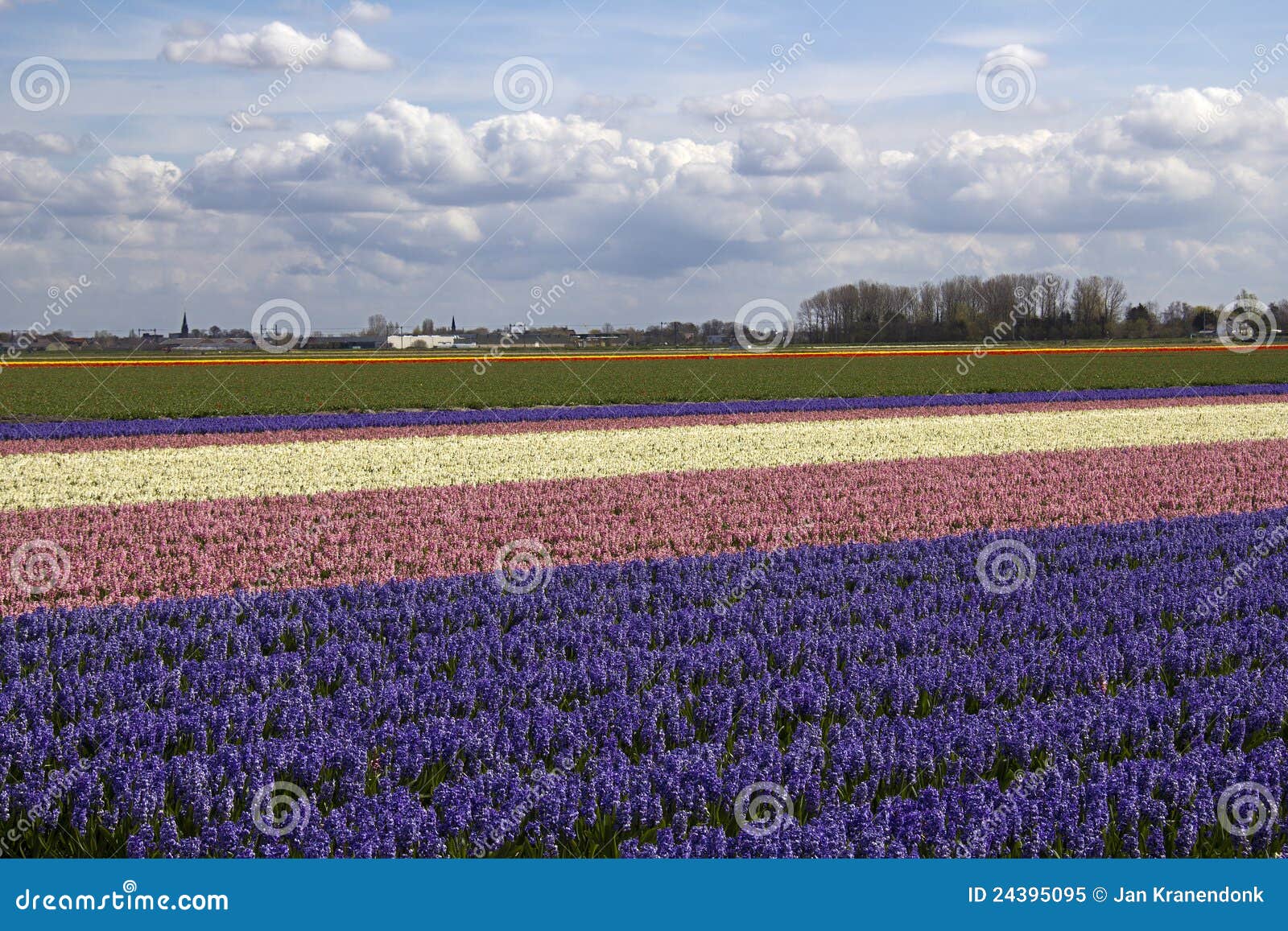 Flowerfield in Holland stock image. Image of flowerfield - 24395095