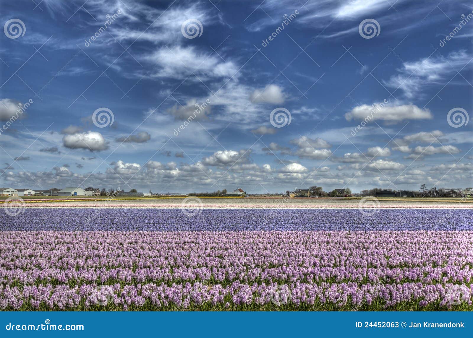 Flowerfield in Holland stock image. Image of field, landscape - 24452063