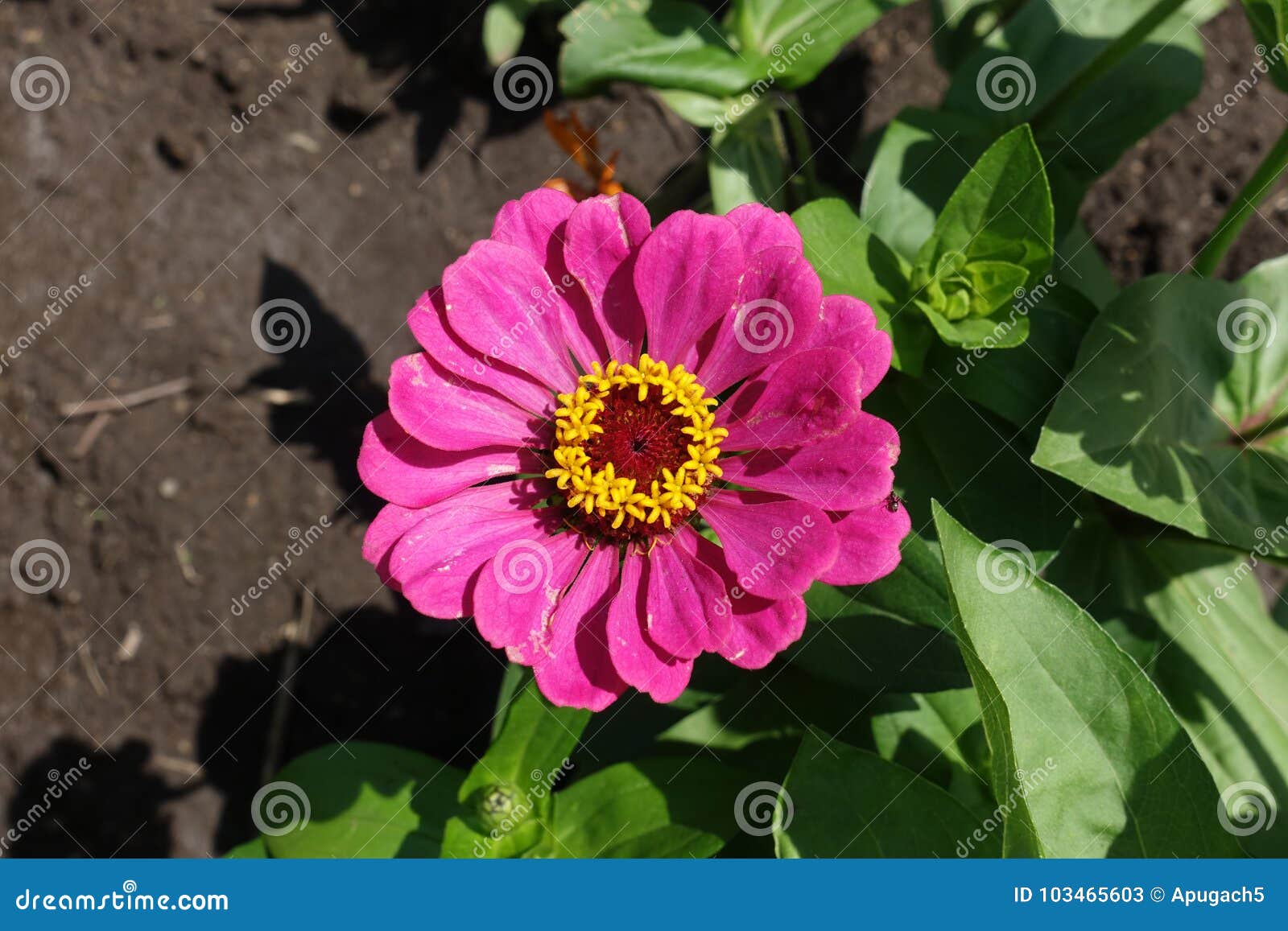 Flowerhead Cor-de-rosa Do Zinnia Comum De Cima De Imagem de Stock ...