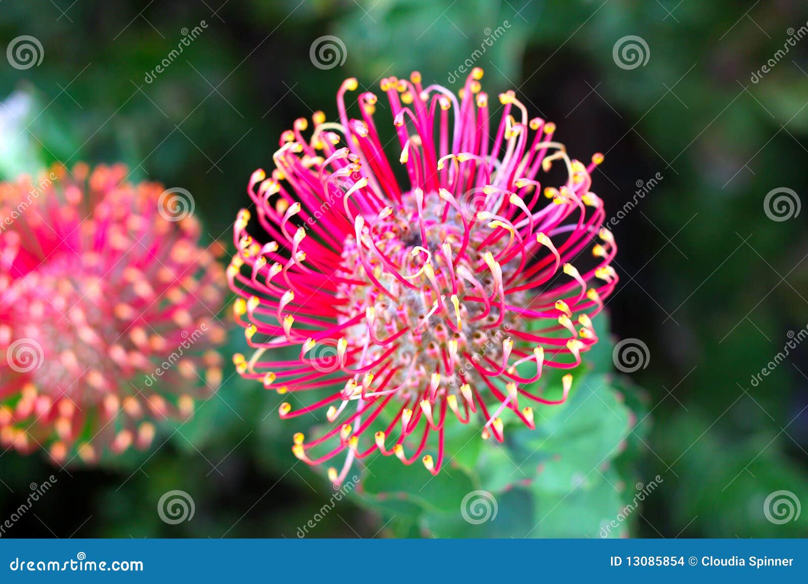 Australian Native Yellow Billy Button Flowers, Craspedia Glauca, Daisy ...