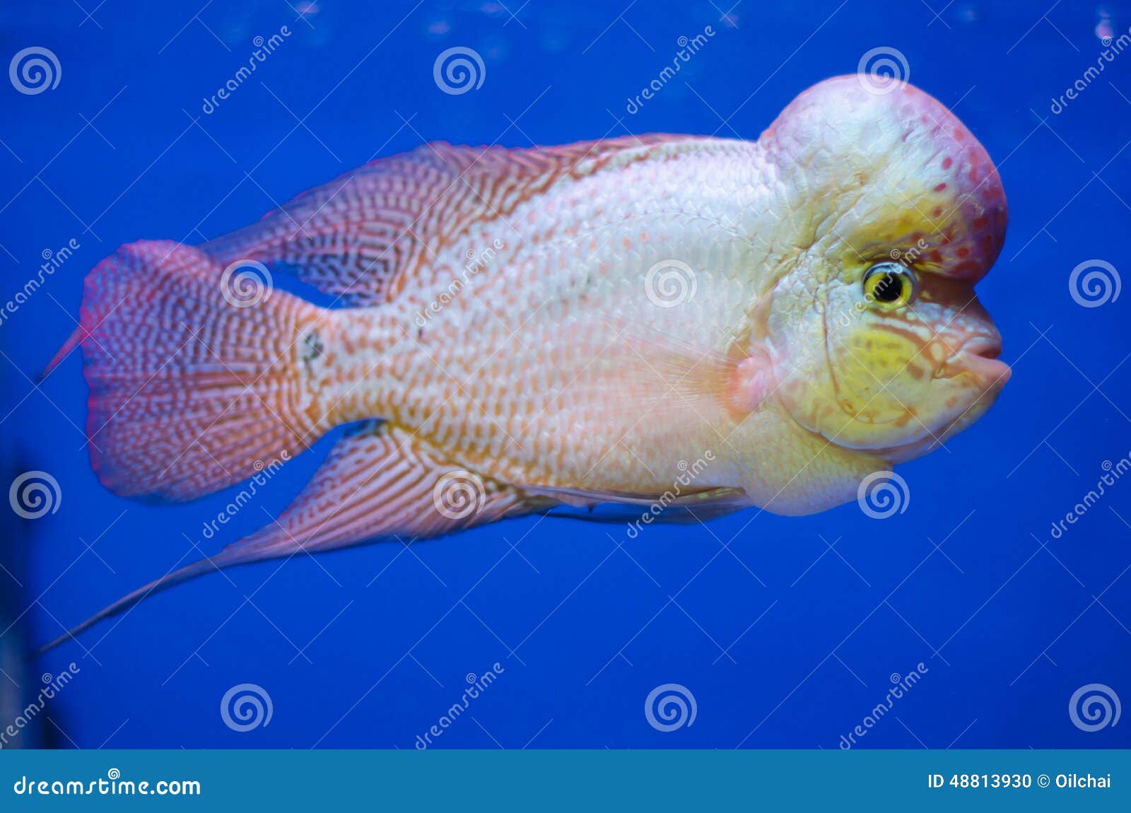 Flowerhorn Cichlid fish stock photo. Image of hobbies - 48813930