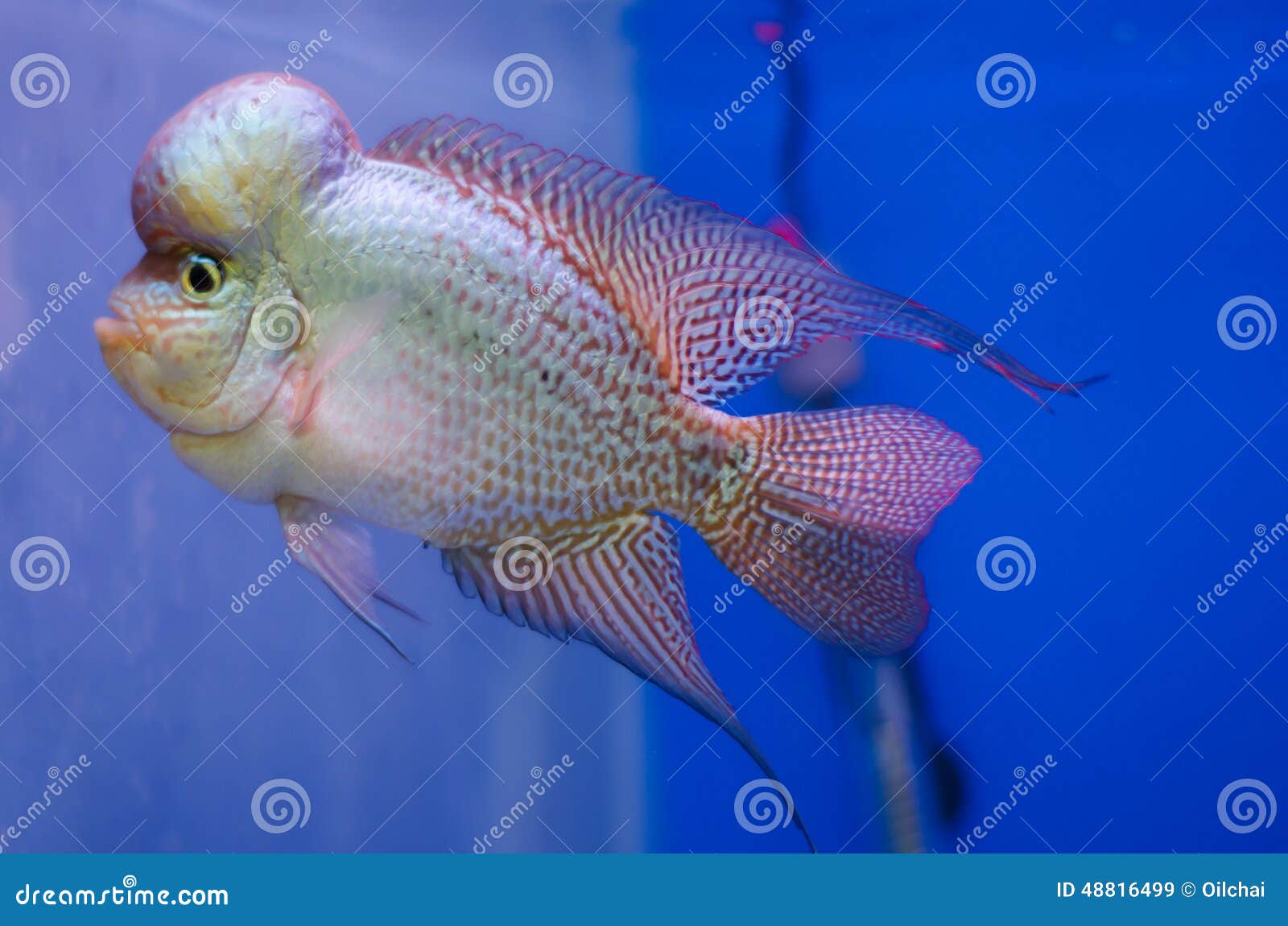 Flowerhorn Cichlid fish stock image. Image of scale, river - 48816499