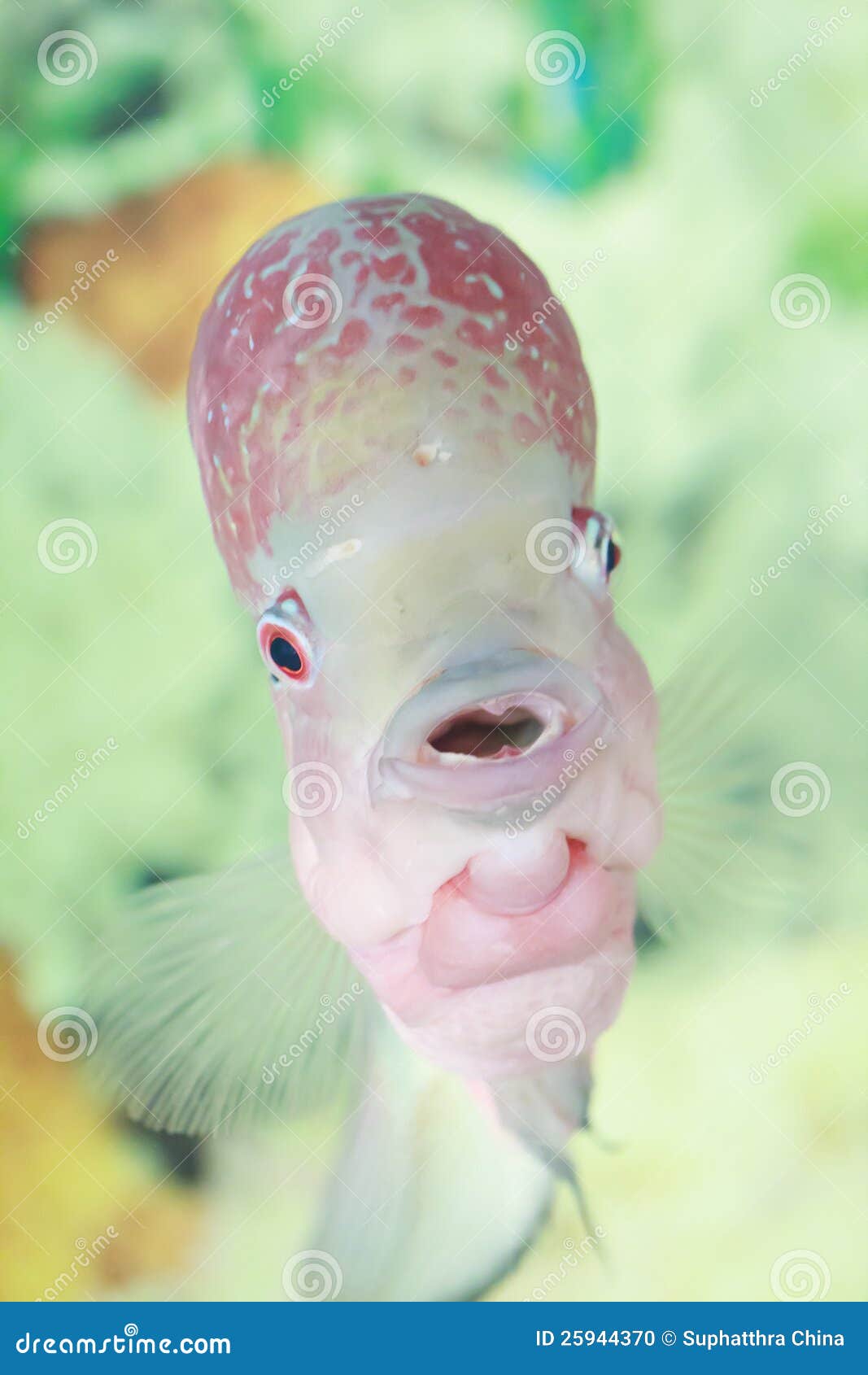 Flowerhorn Fish stock photo. Image of aquatic, fresh - 25944370