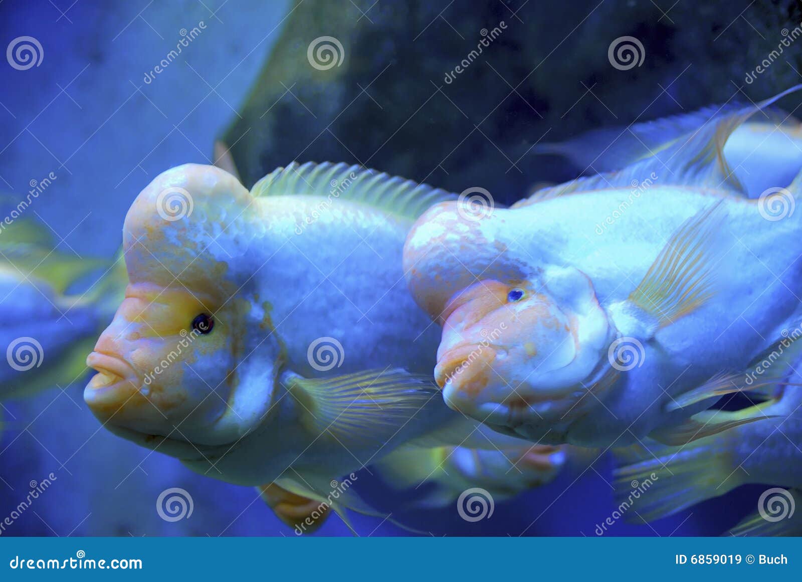 Flowerhorn Fish in Aquarium Stock Image - Image of fish, nuchal: 6859019