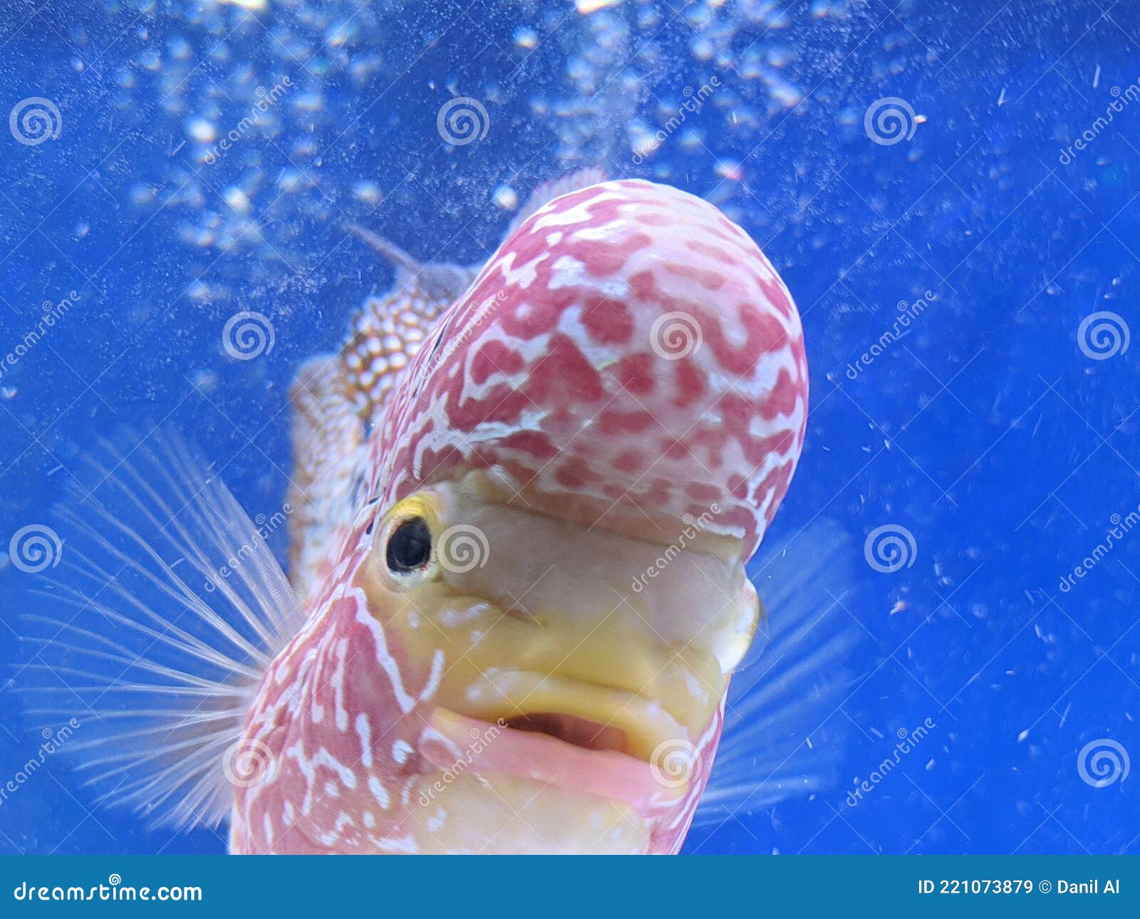 Flowerhorn Fish in Blue Aquarium Stock Image - Image of flowerhorn ...