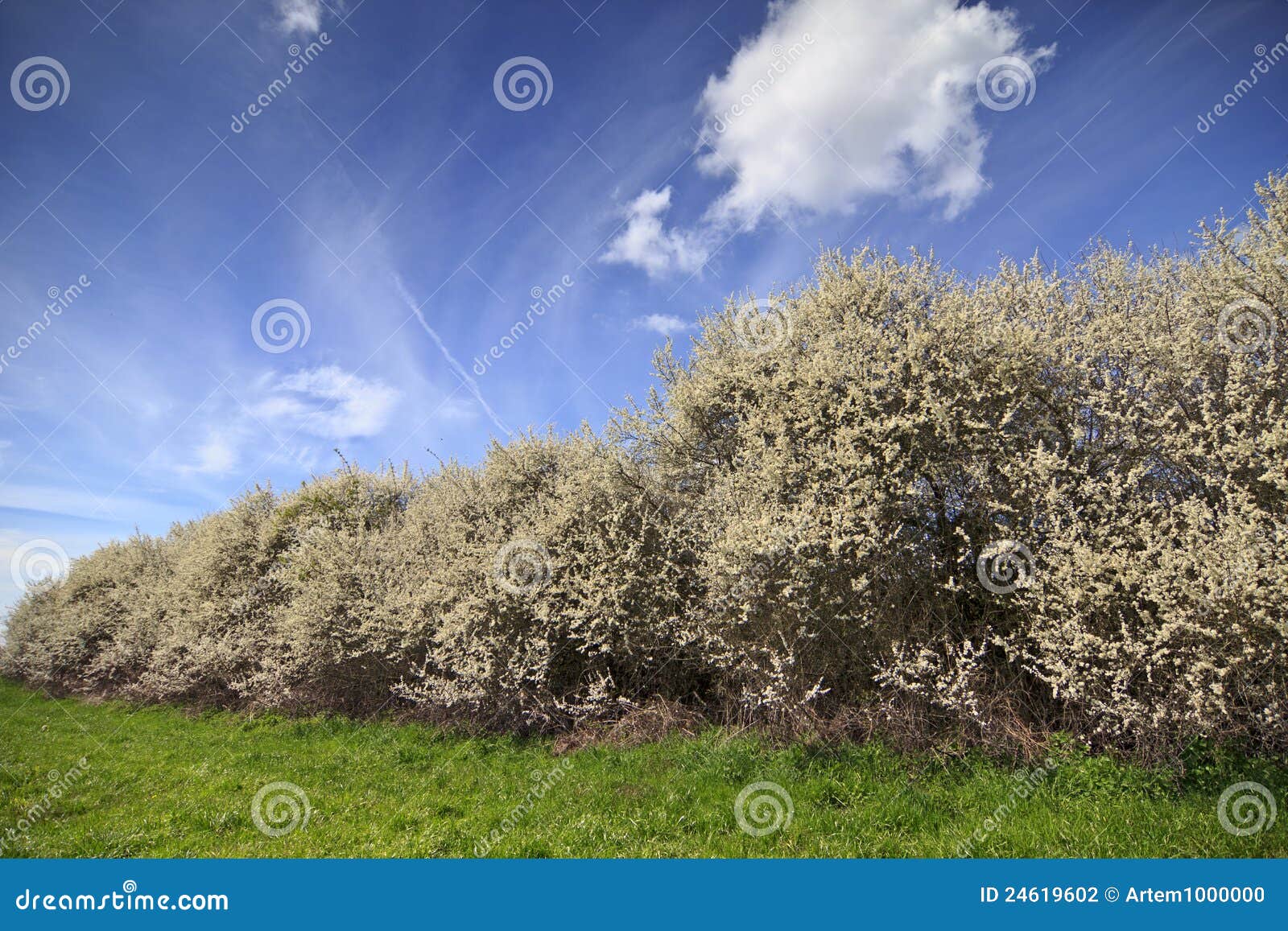 Flowering stock photo. Image of blossom, bushes, flowering - 24619602