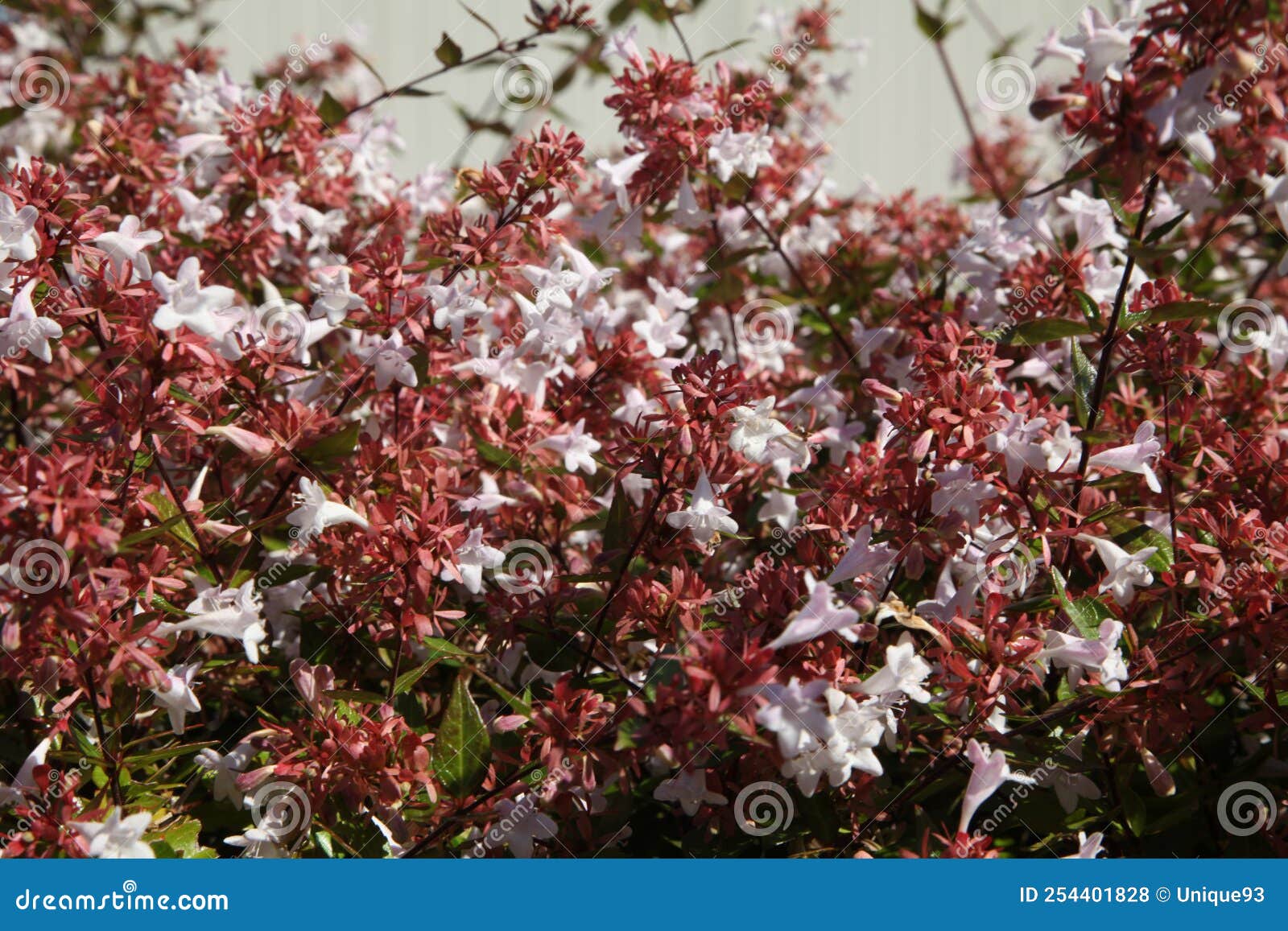 Flowering Abelia Grandiflora Hedge Stock Photography | CartoonDealer ...