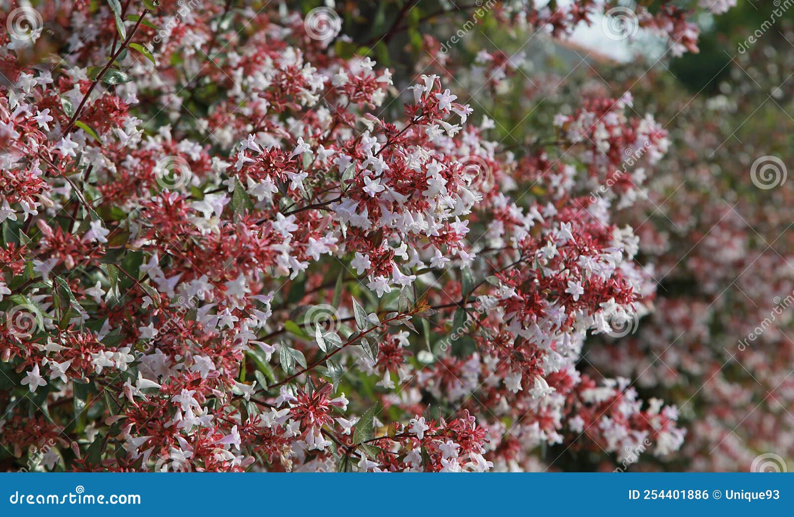 Flowering Abelia Grandiflora Hedge Stock Photo - Image of hedge ...